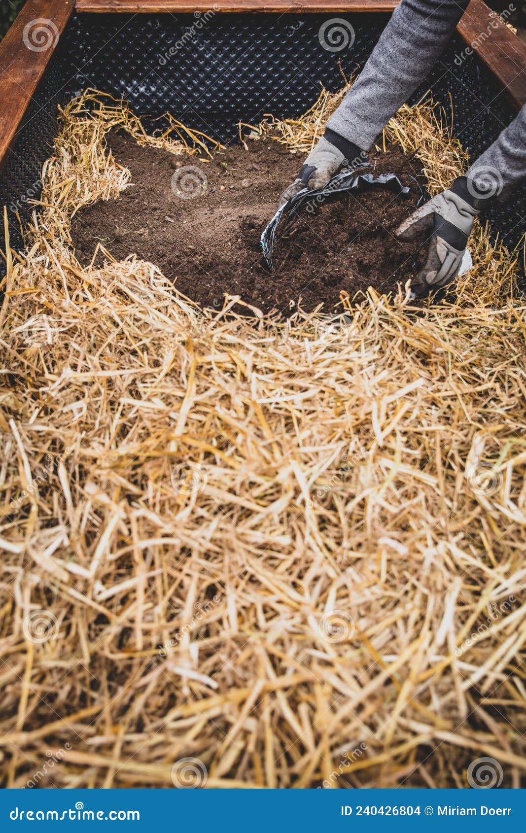 Man Filling Straw And Soil Into The Raised Bed Royalty-Free Stock Photo ...