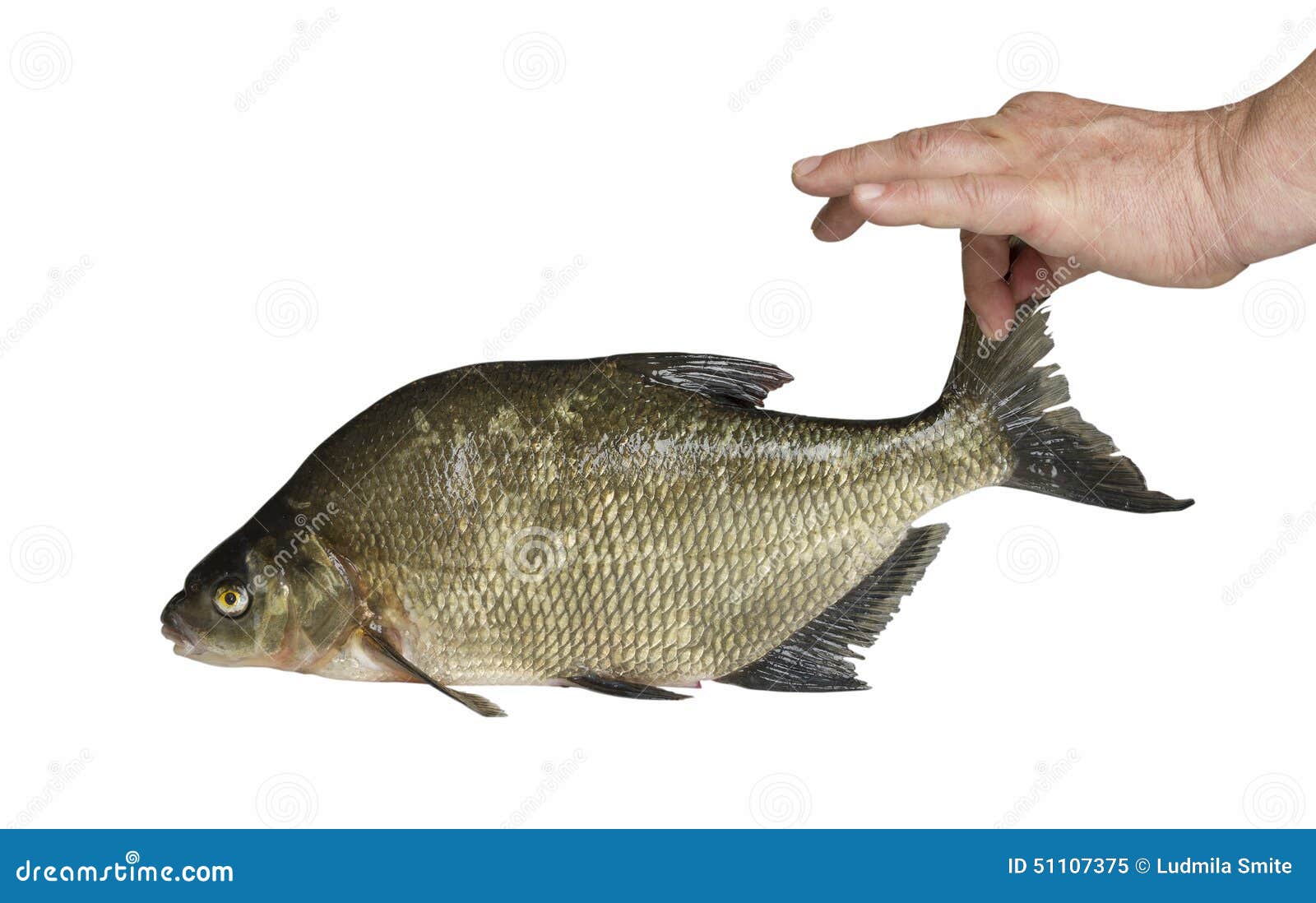 Man and fish. stock image. Image of hold, animal, sport - 51107375