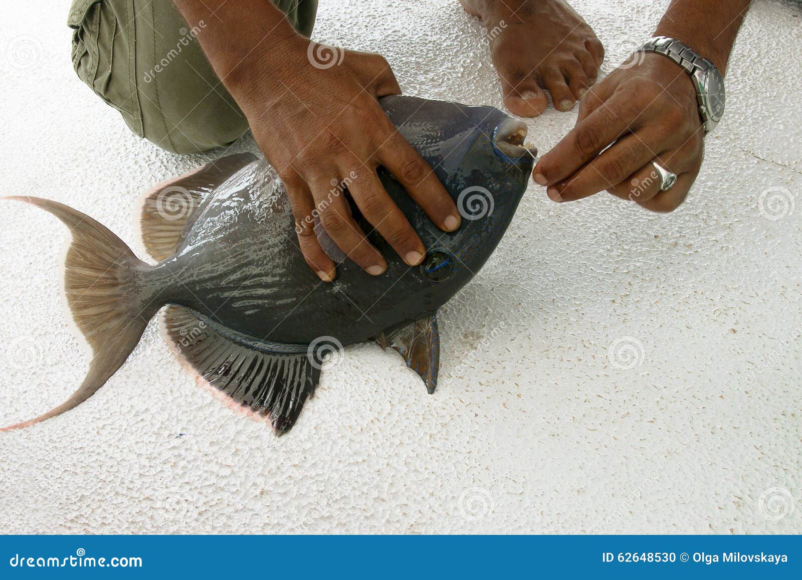 Man with fish stock photo. Image of hand, fishing, hobbies - 62648530