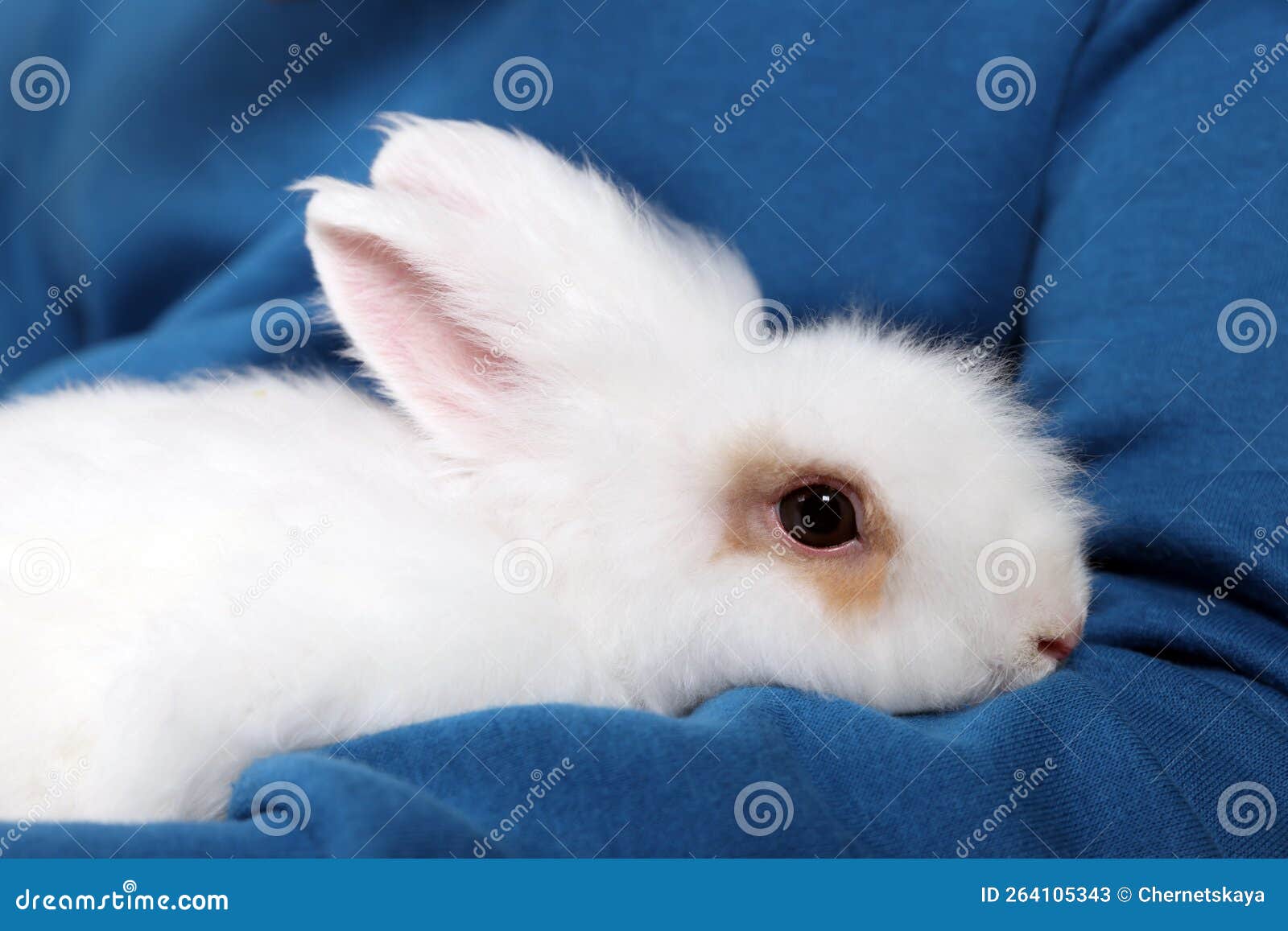Man with Fluffy White Rabbit, Closeup. Cute Pet Stock Image - Image of ...