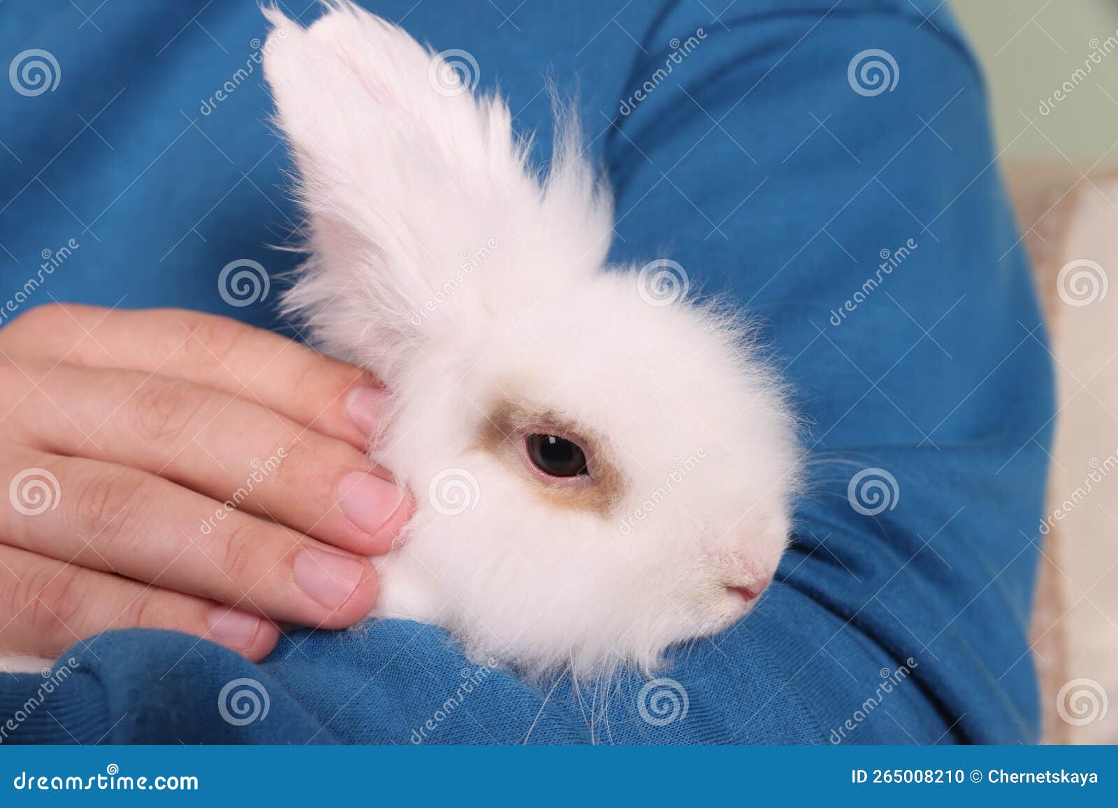 Man with Fluffy White Rabbit, Closeup. Cute Pet Stock Photo - Image of ...