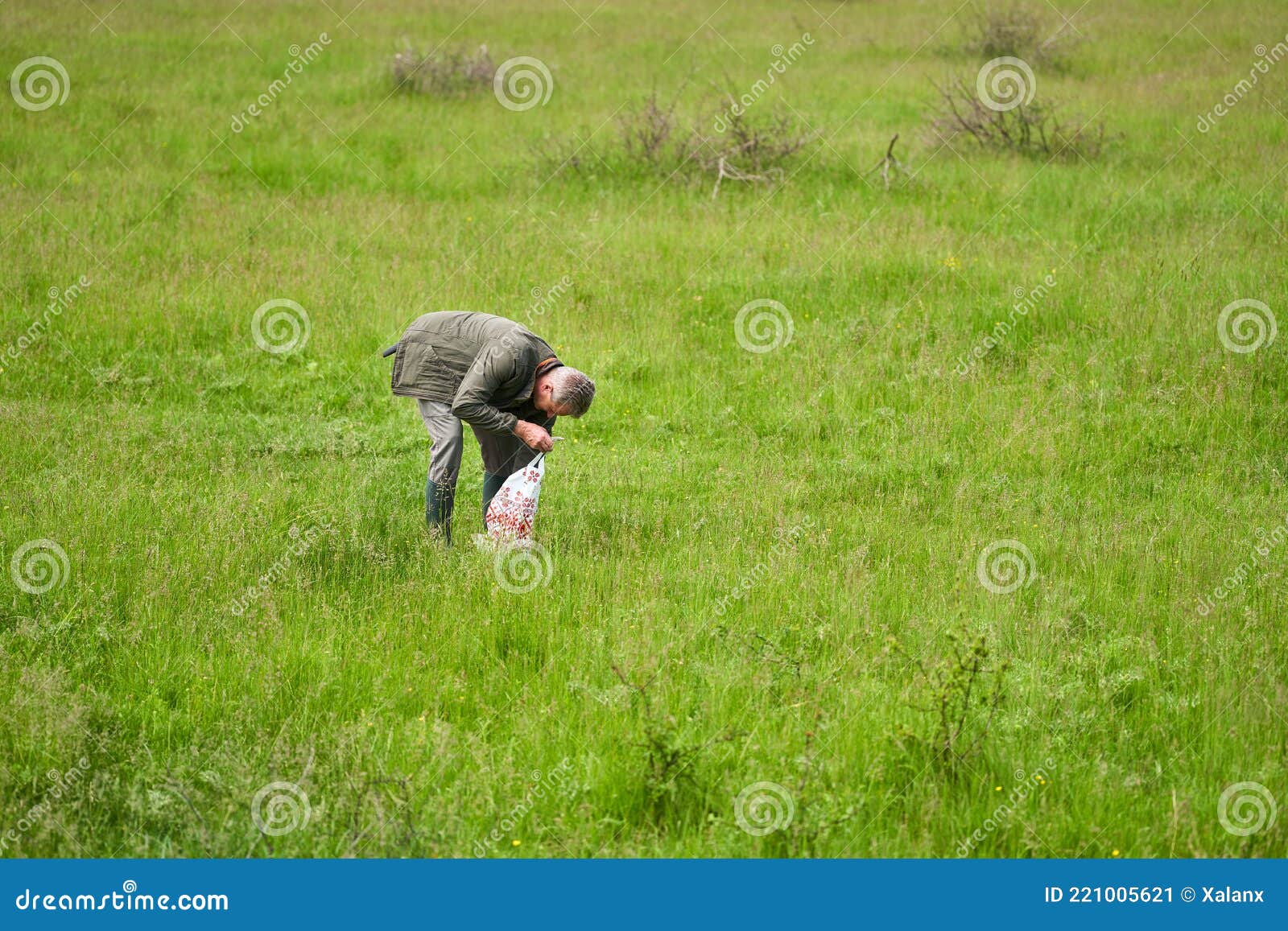 Man Foraging for Parasol Mushrooms Stock Image - Image of person ...