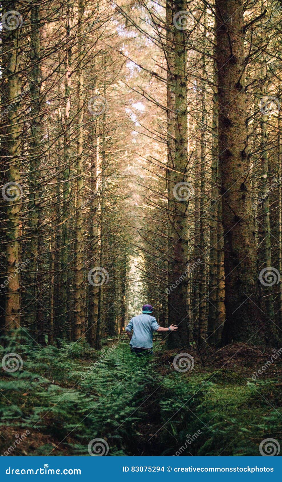 Man In A Forest Picture. Image: 83075294
