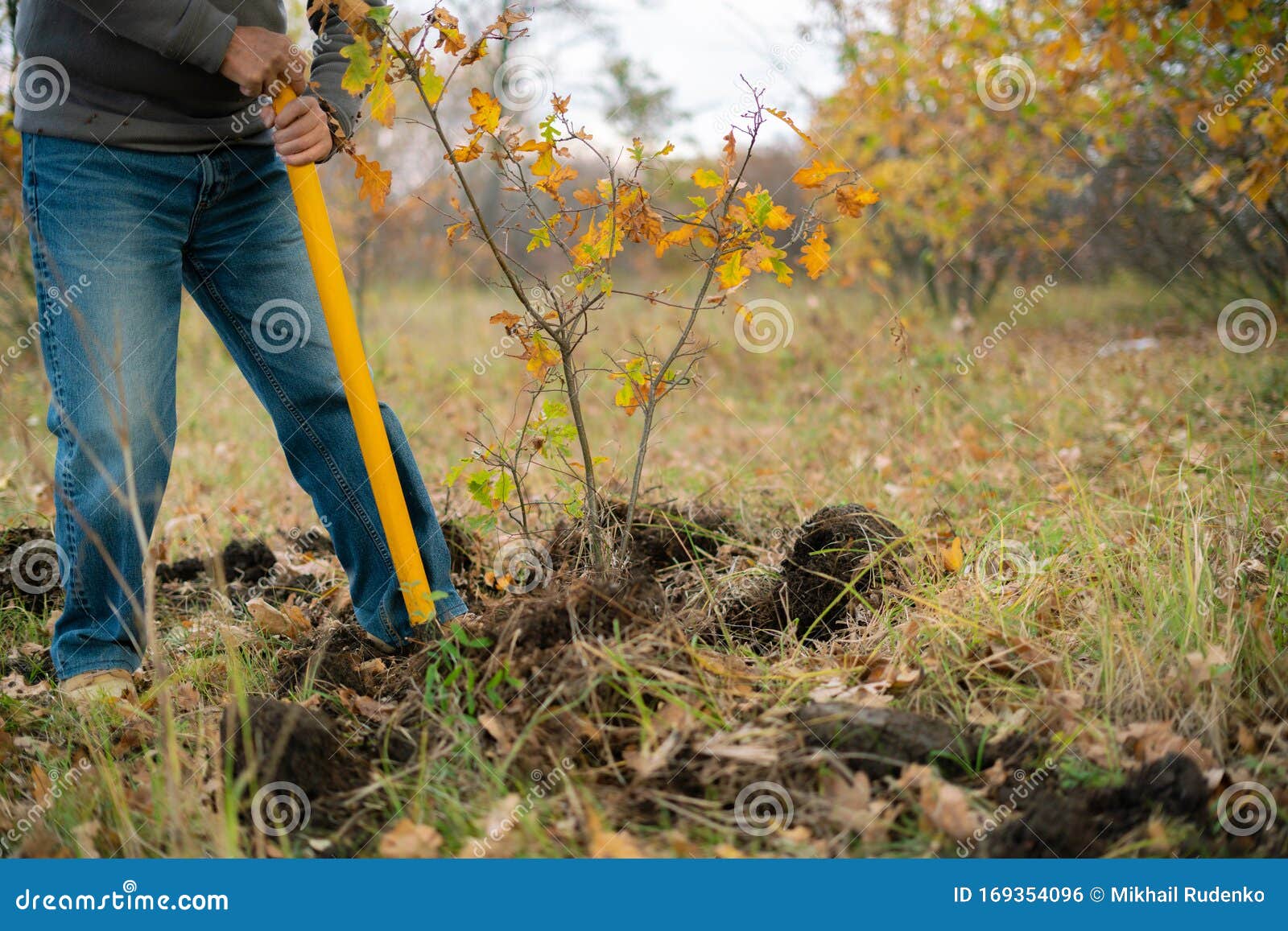 The Man in the Forest Dig Out the Young Tree Sprout with a Shovel Stock ...