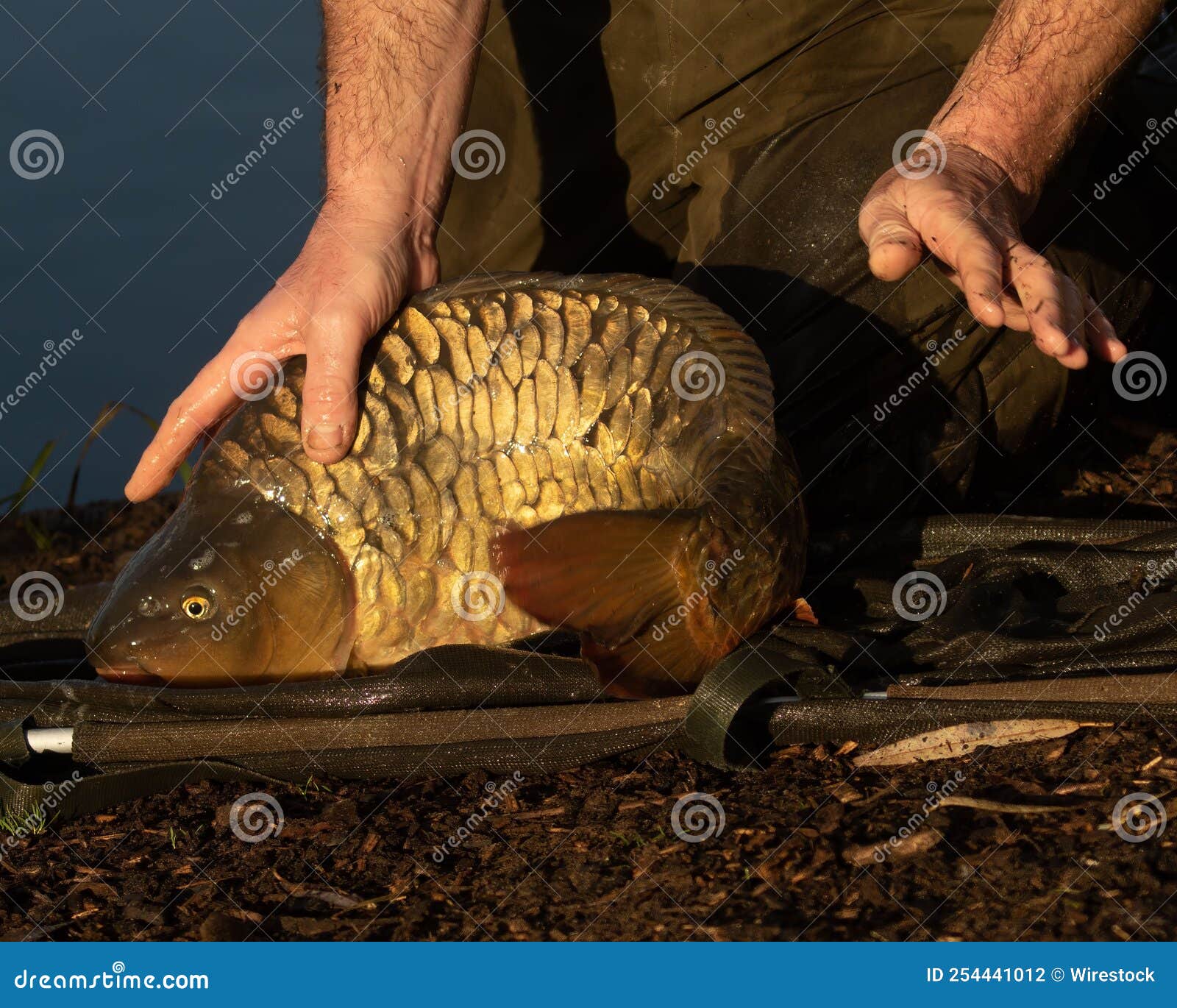 Man with a fresh carp fish stock photo. Image of carp - 254441012