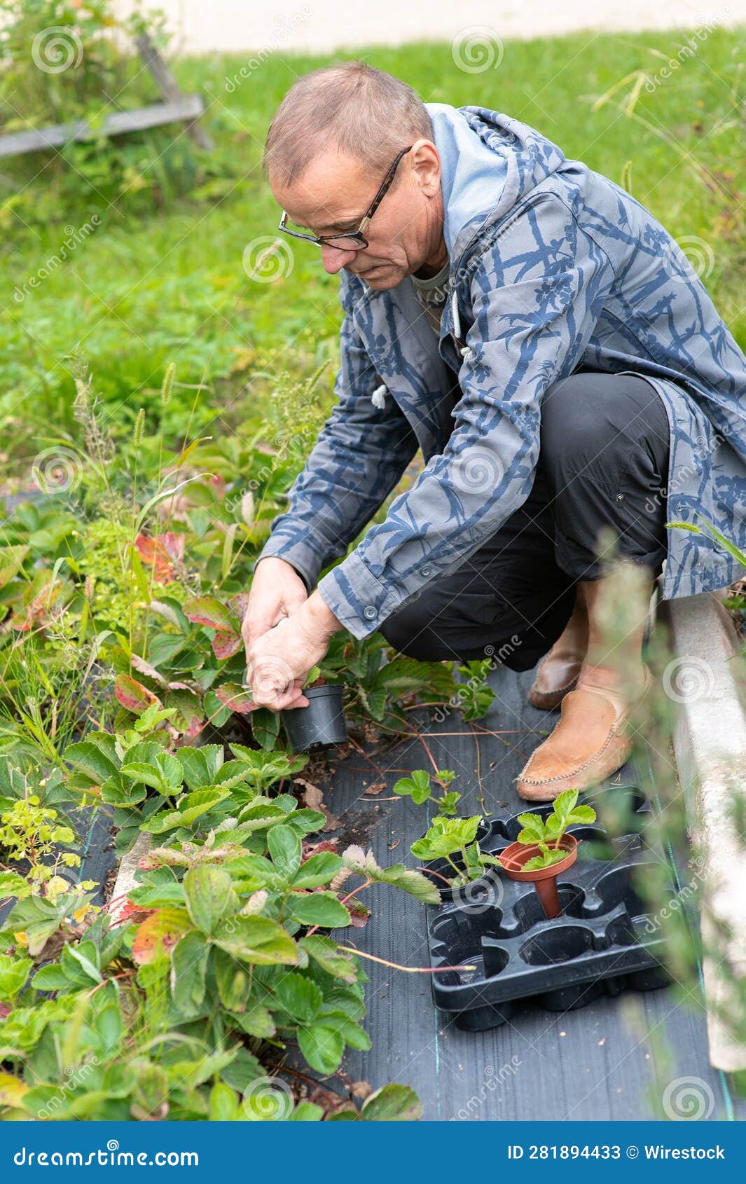 Man in a Garden Stooped Over a Strawberry Plant in a Bed of Soil. Stock ...