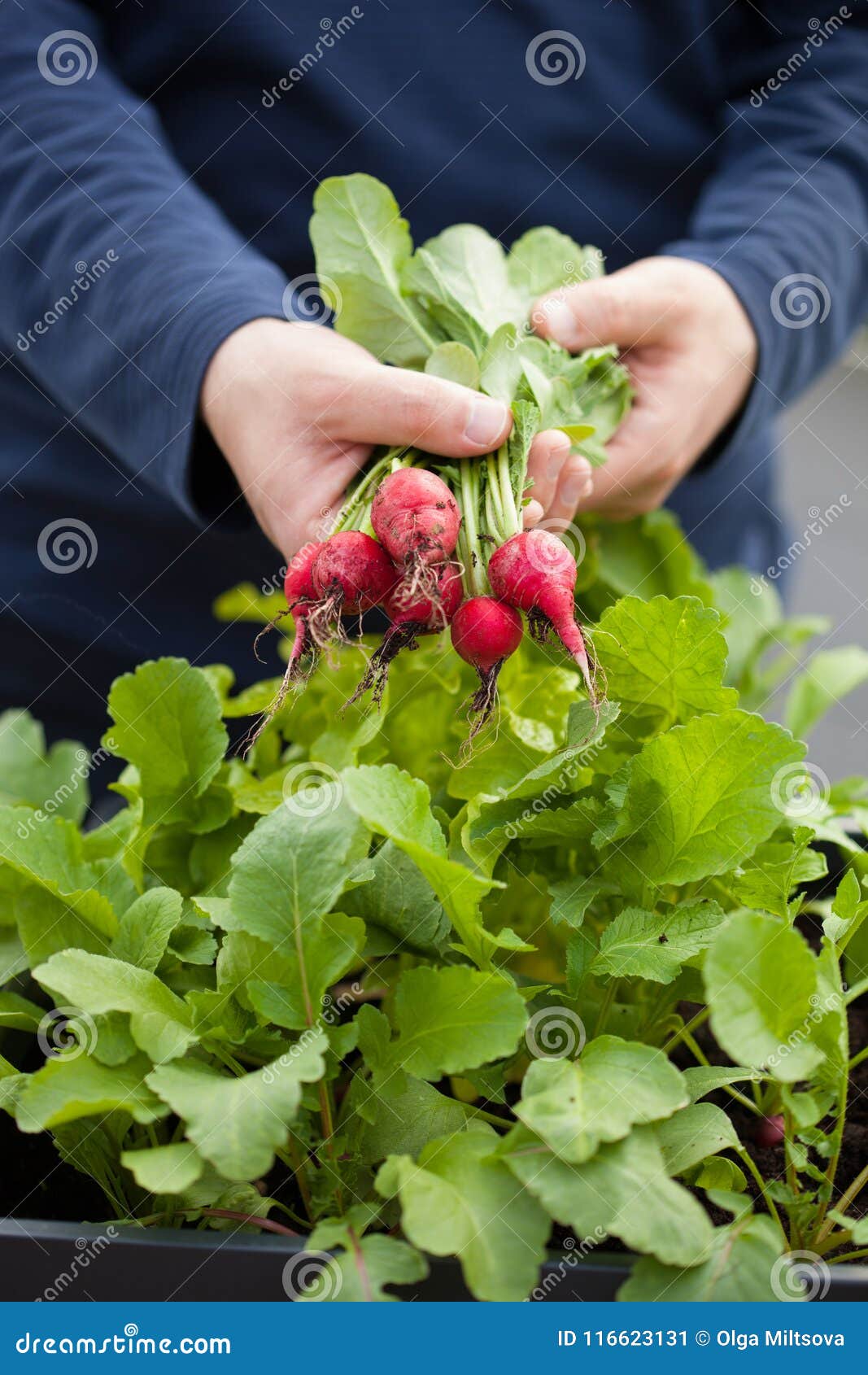 Man Gardener Picking Radish from Vegetable Container Garden on B Stock ...