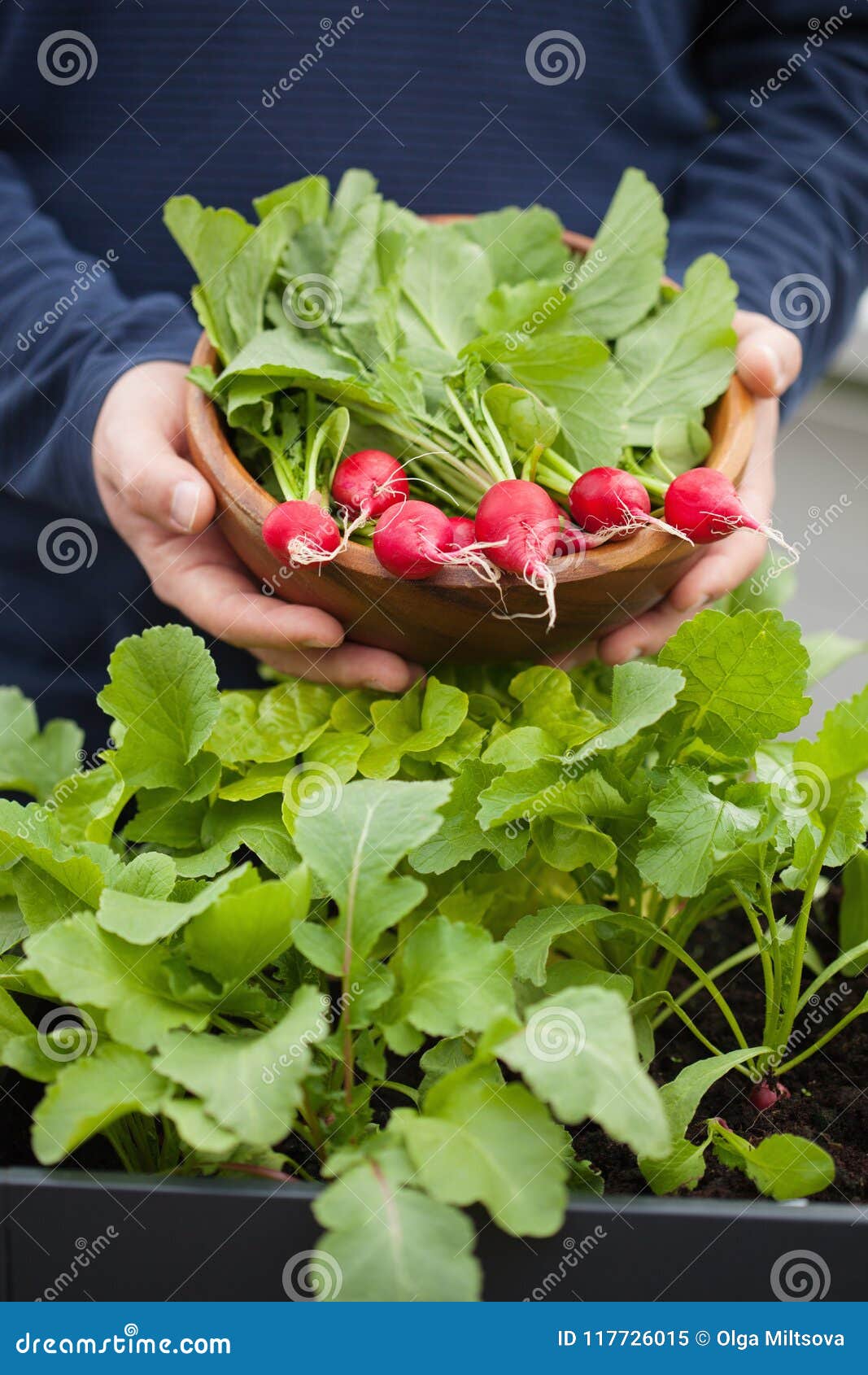 Man Gardener Picking Radish from Vegetable Container Garden on B Stock ...