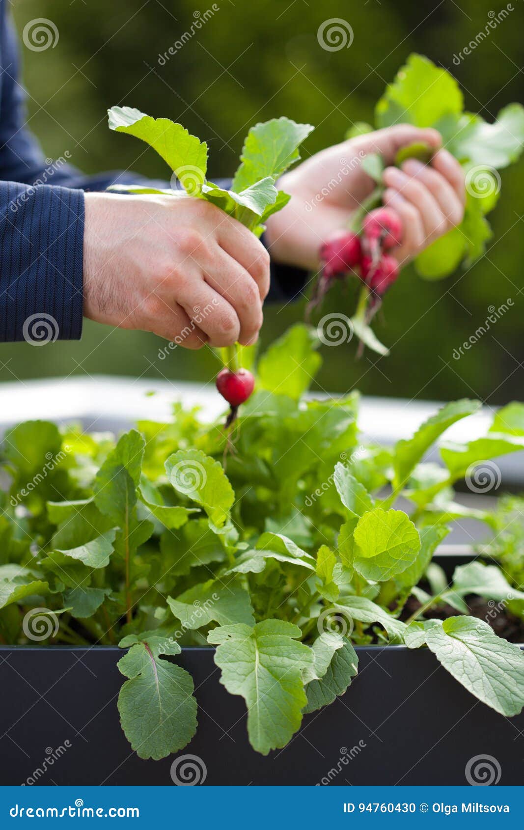 Man Gardener Picking Radish from Vegetable Container Garden on B Stock ...