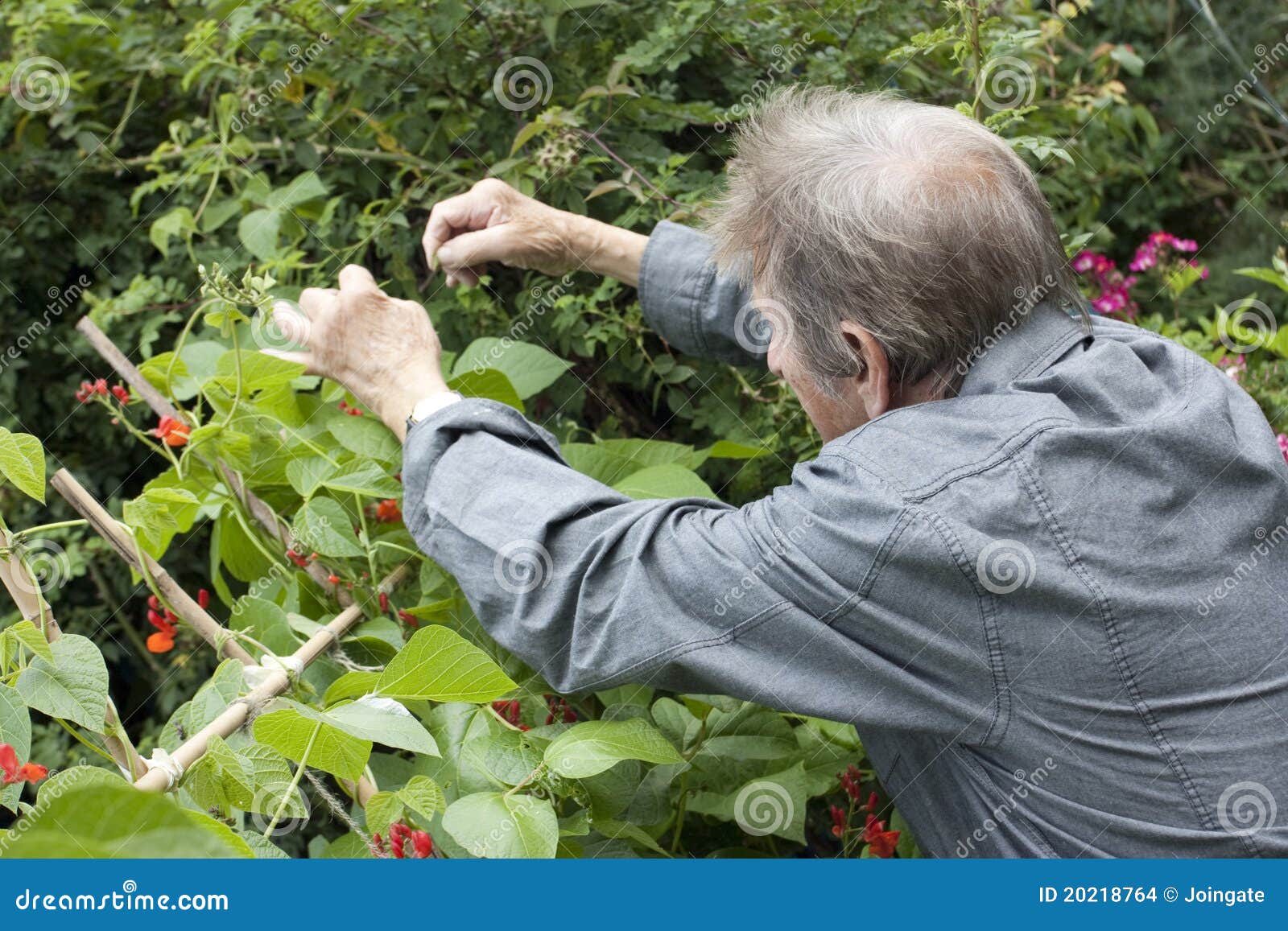Man Gardening and Checking His Runner Bean Plants Stock Photo - Image ...