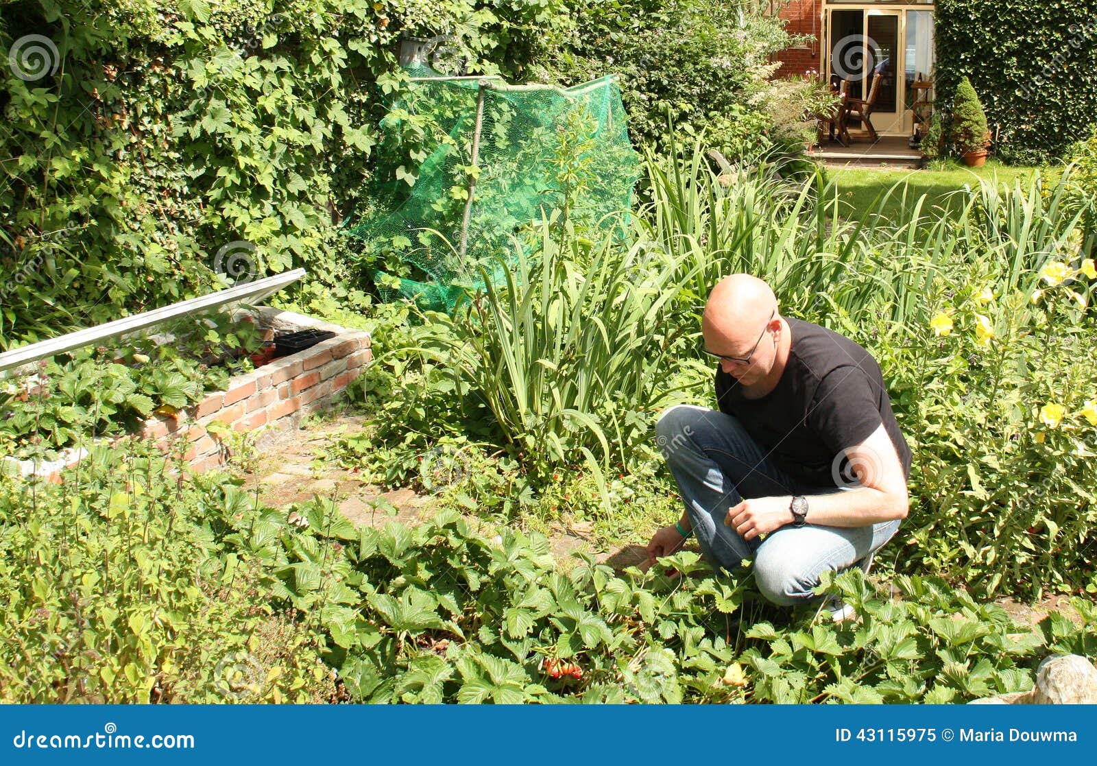 Man Gardening Stock Photo - Image: 43115975