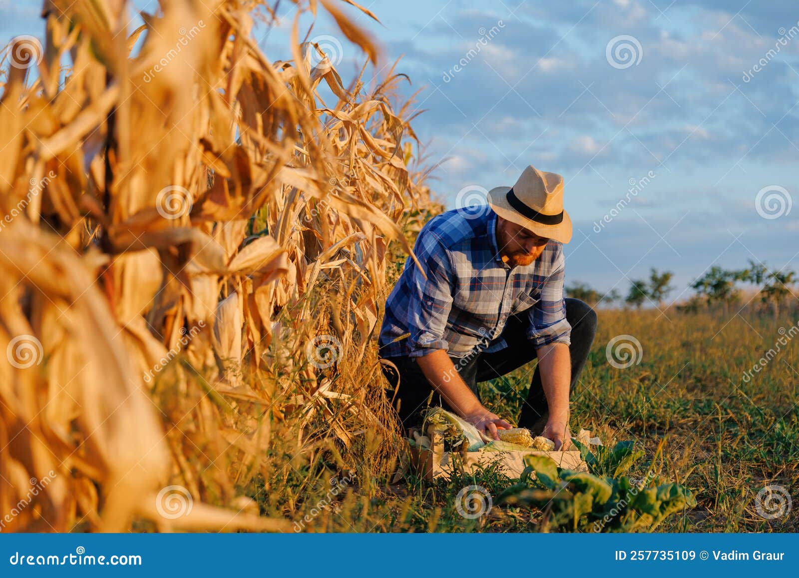 Man Gathering Corn on Field Stock Image - Image of harvesting, people ...