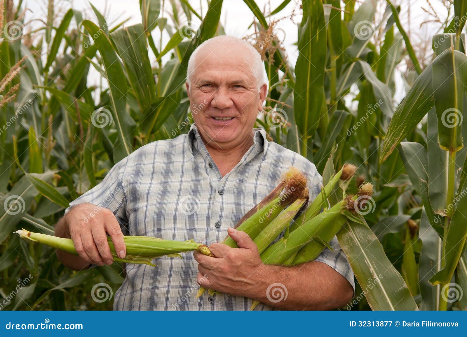 Man gathering corn stock image. Image of caucasian, farming - 32313877