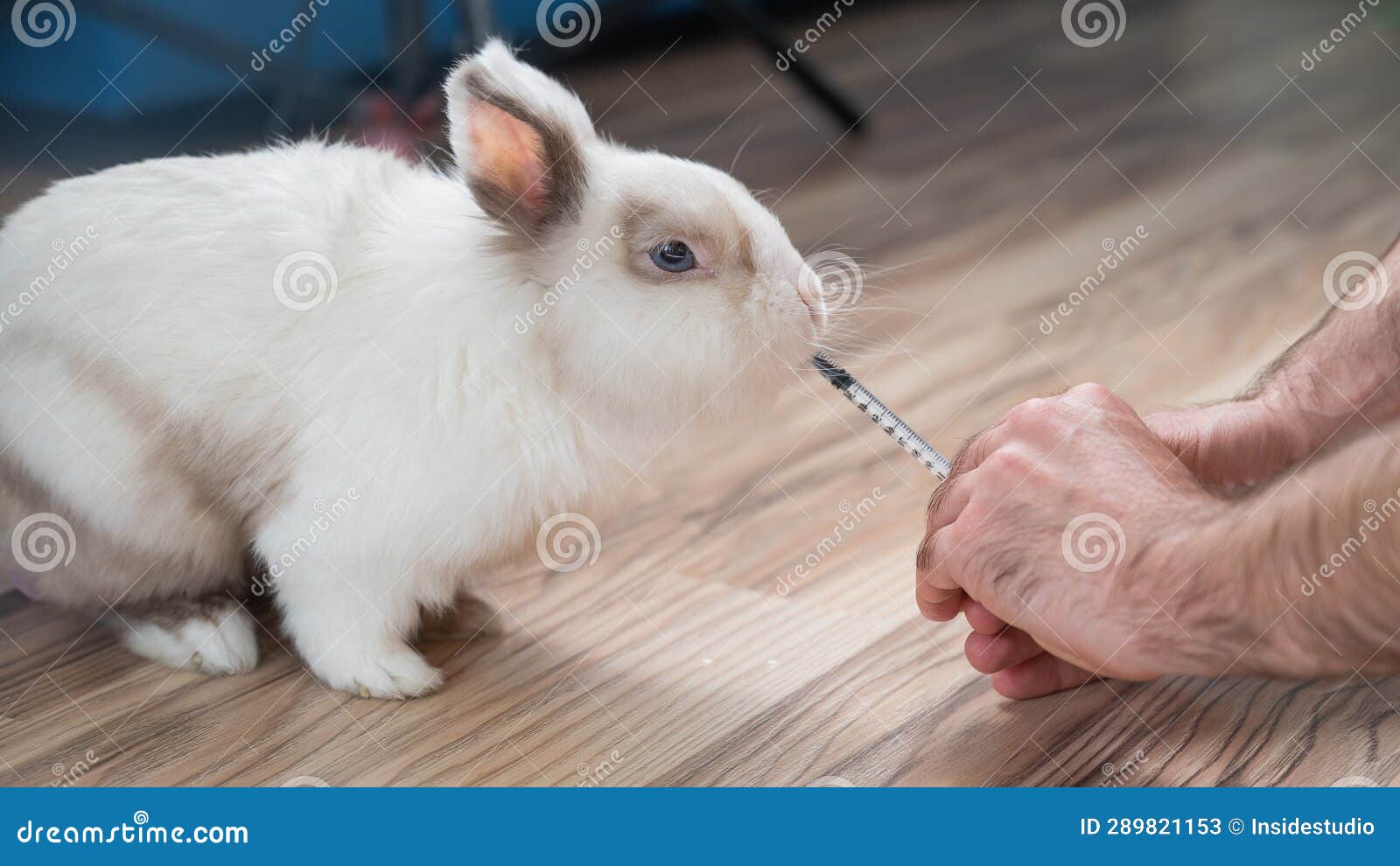 A Man Gives a Rabbit Medicine from a Syringe. Bunny Drinks from a ...