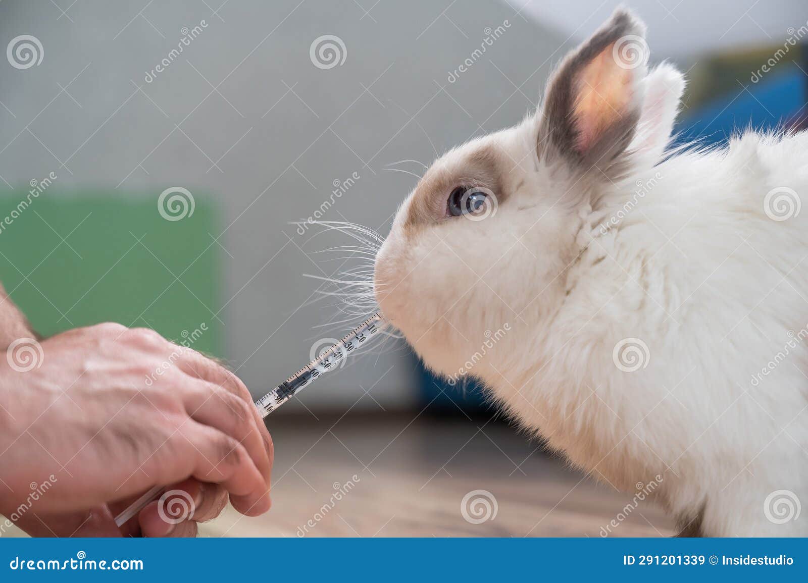 A Man Gives a Rabbit Medicine from a Syringe. Bunny Drinks from a ...