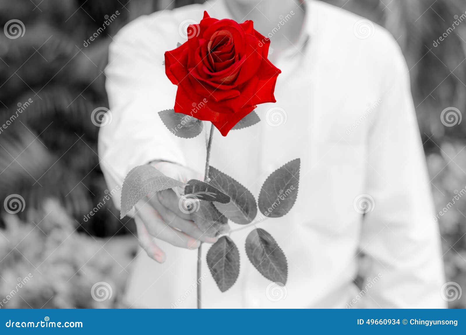 Man Giving a Red Roses with Black and White Colorizing Stock Photo ...