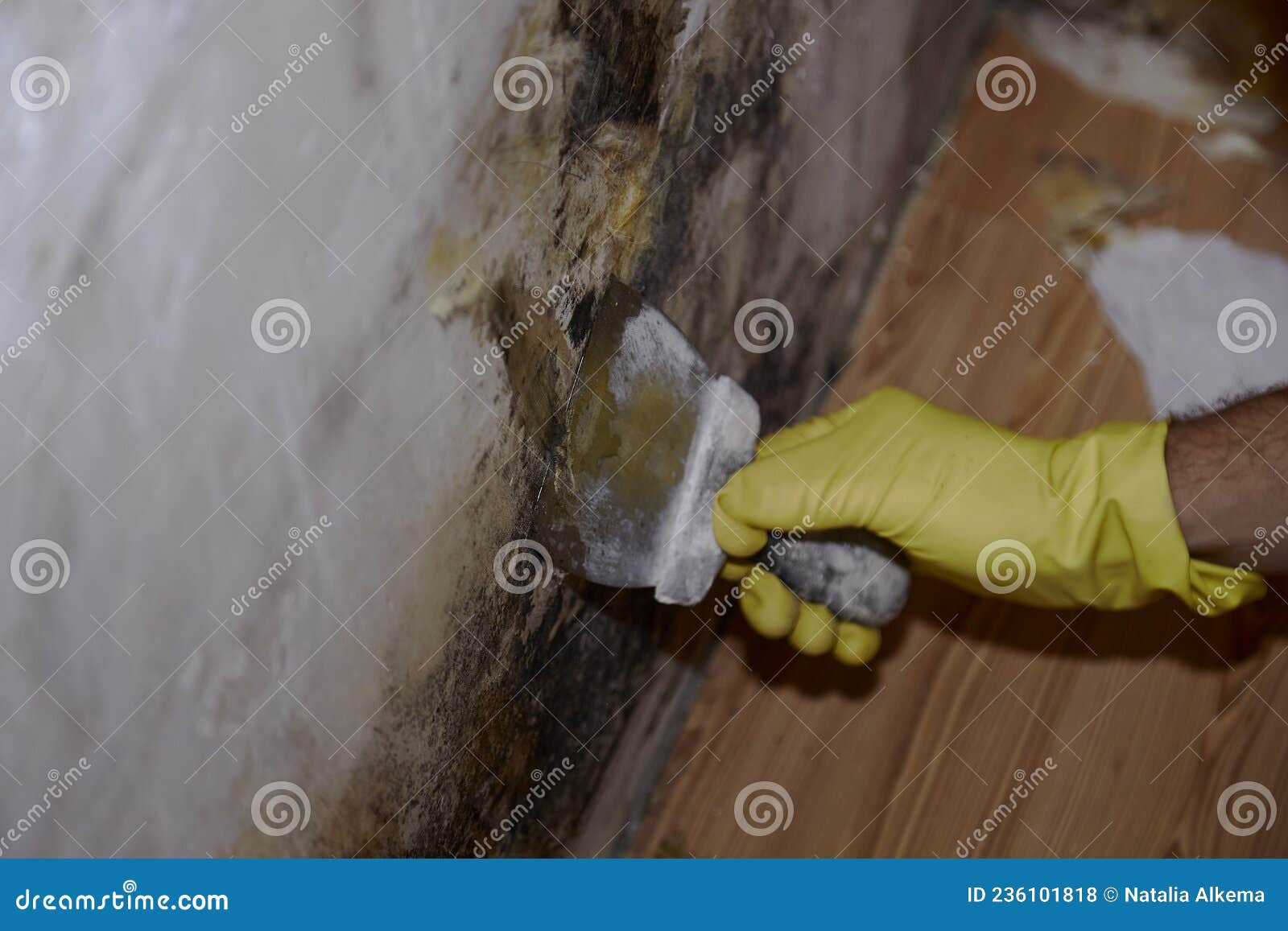 Man in Gloves with a Scraper in the Process of Removing Old Mold. Tool ...