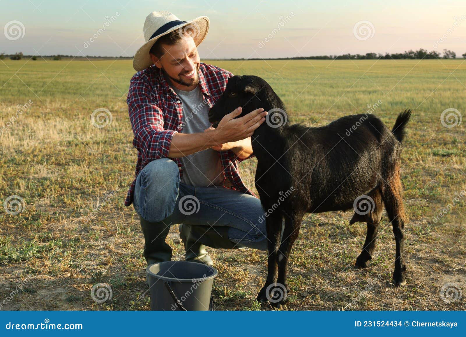 Man with Goat at Farm. Animal Husbandry Stock Photo - Image of domestic ...