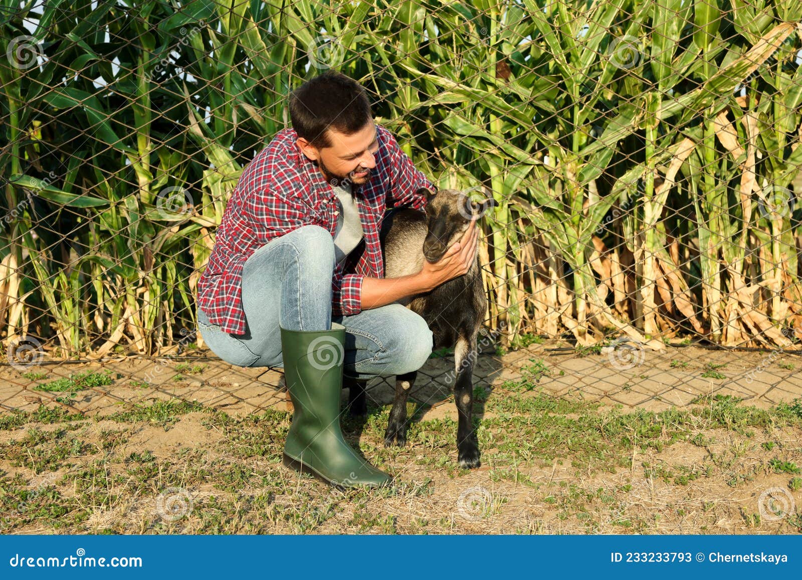 Man with Goat at Farm. Animal Husbandry Stock Image - Image of baby ...