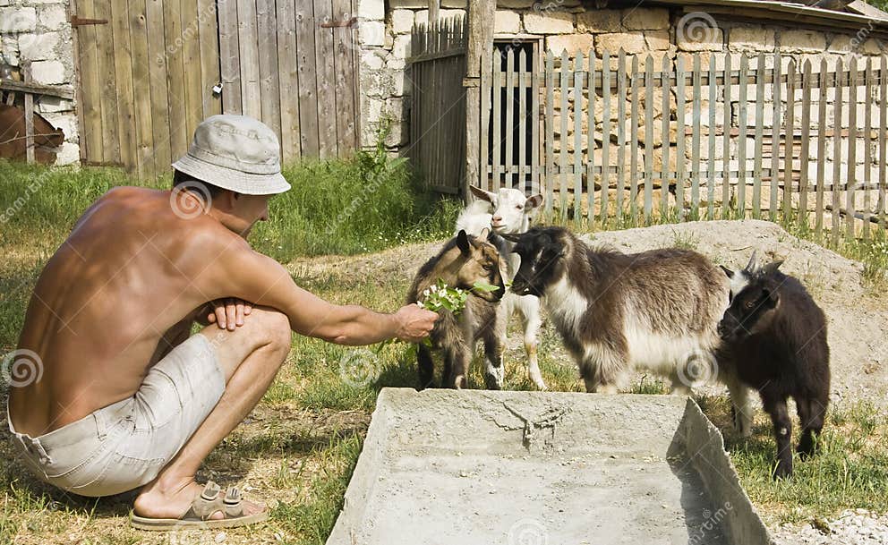 Man with goats stock photo. Image of yard, european, farm - 25404906