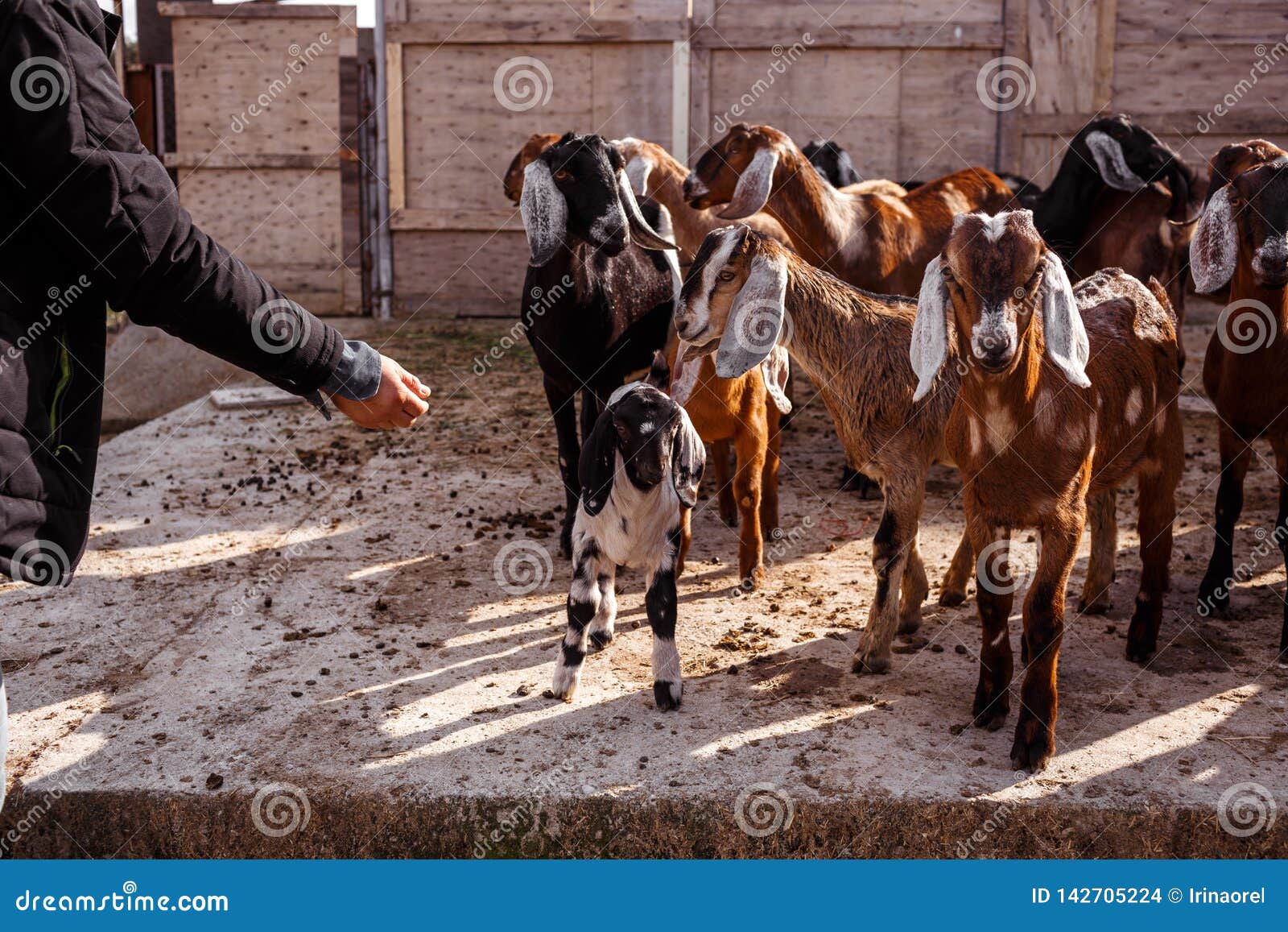 Man with goats stock photo. Image of milk, hair, color - 142705224