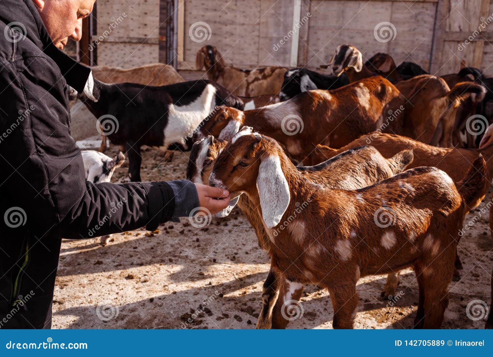Man with goats stock image. Image of homestead, brown - 142705889