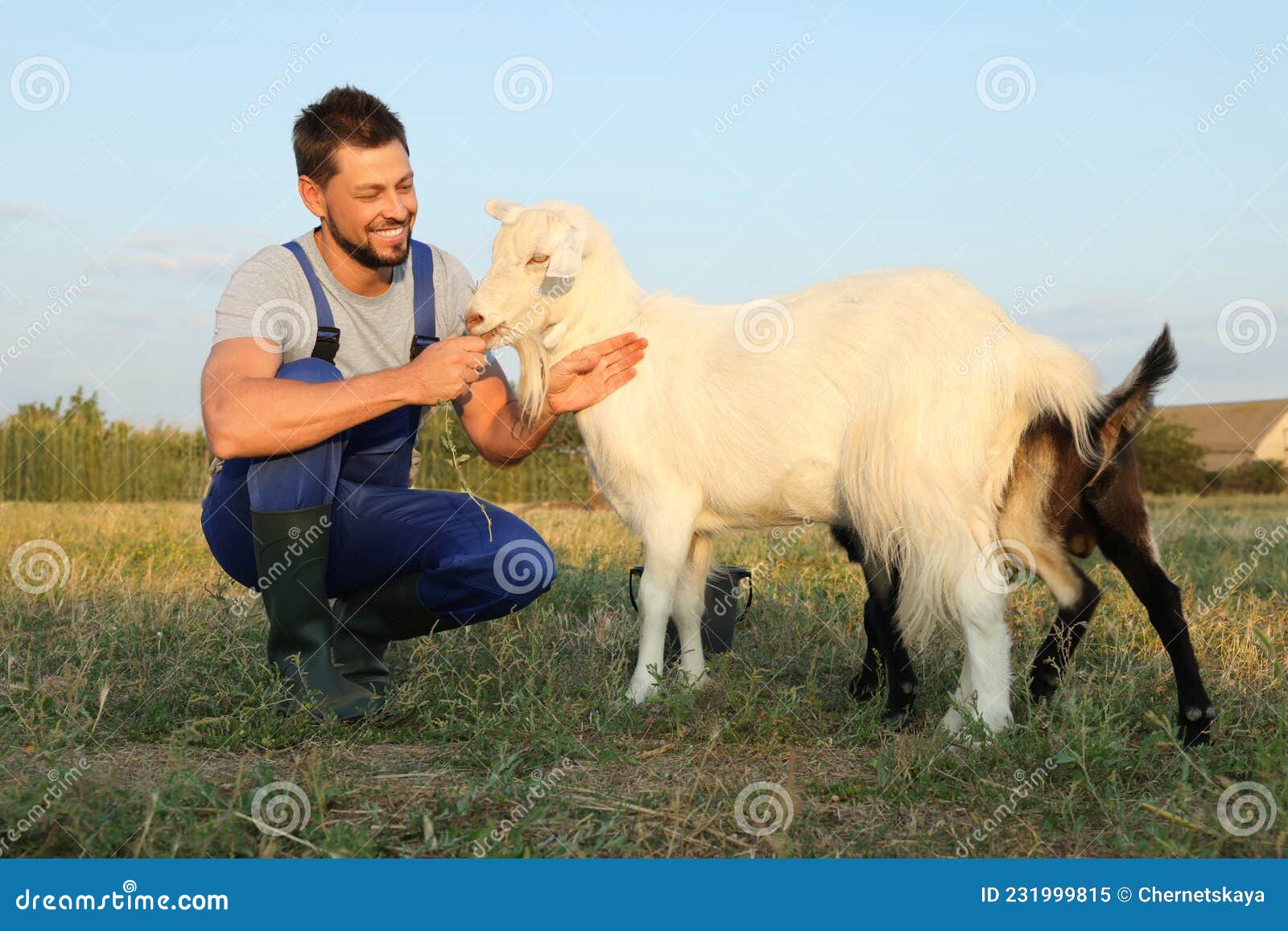 Man with Goats at Farm. Animal Husbandry Stock Image - Image of country ...