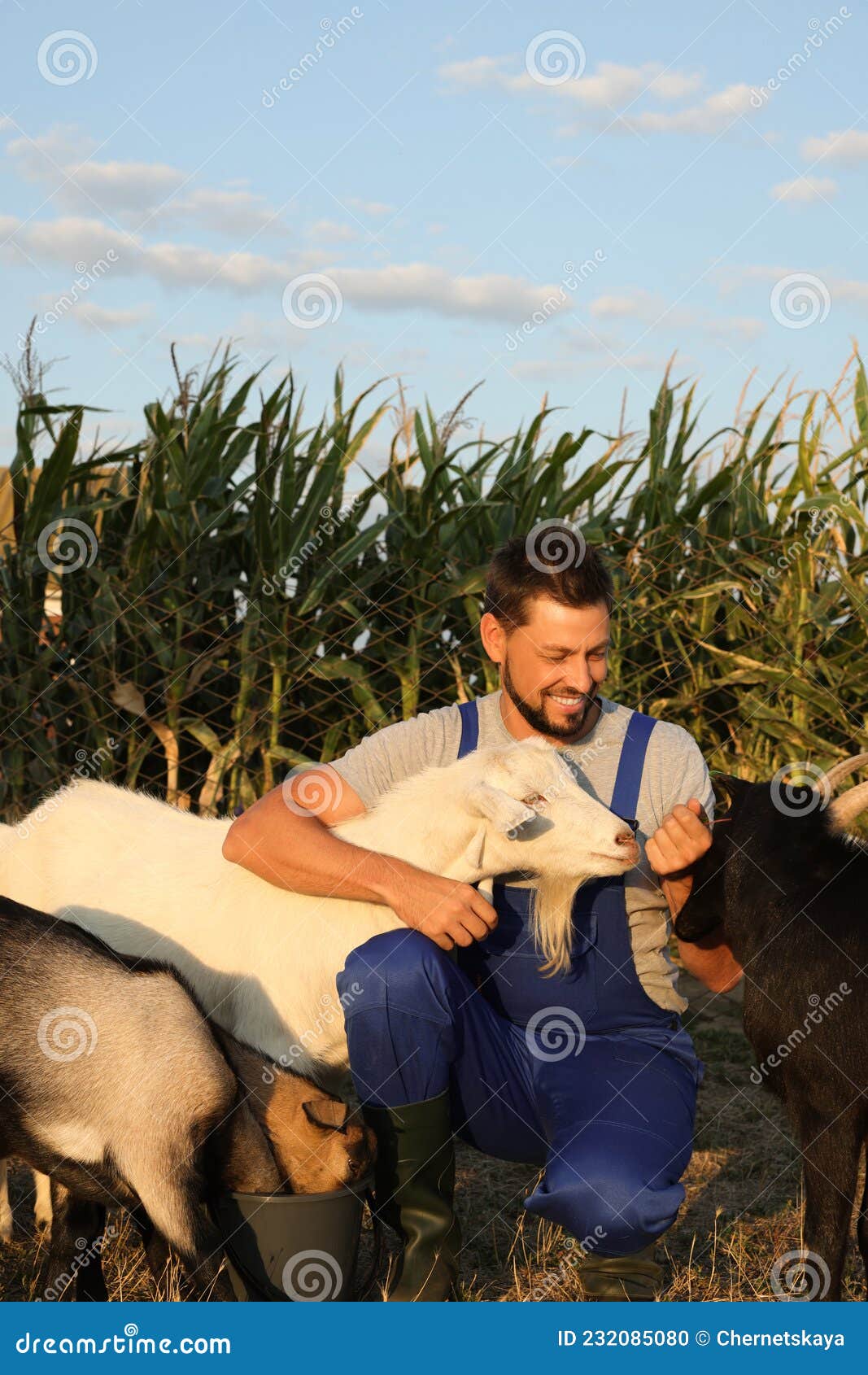 Man with Goats at Farm. Animal Husbandry Stock Photo - Image of ...