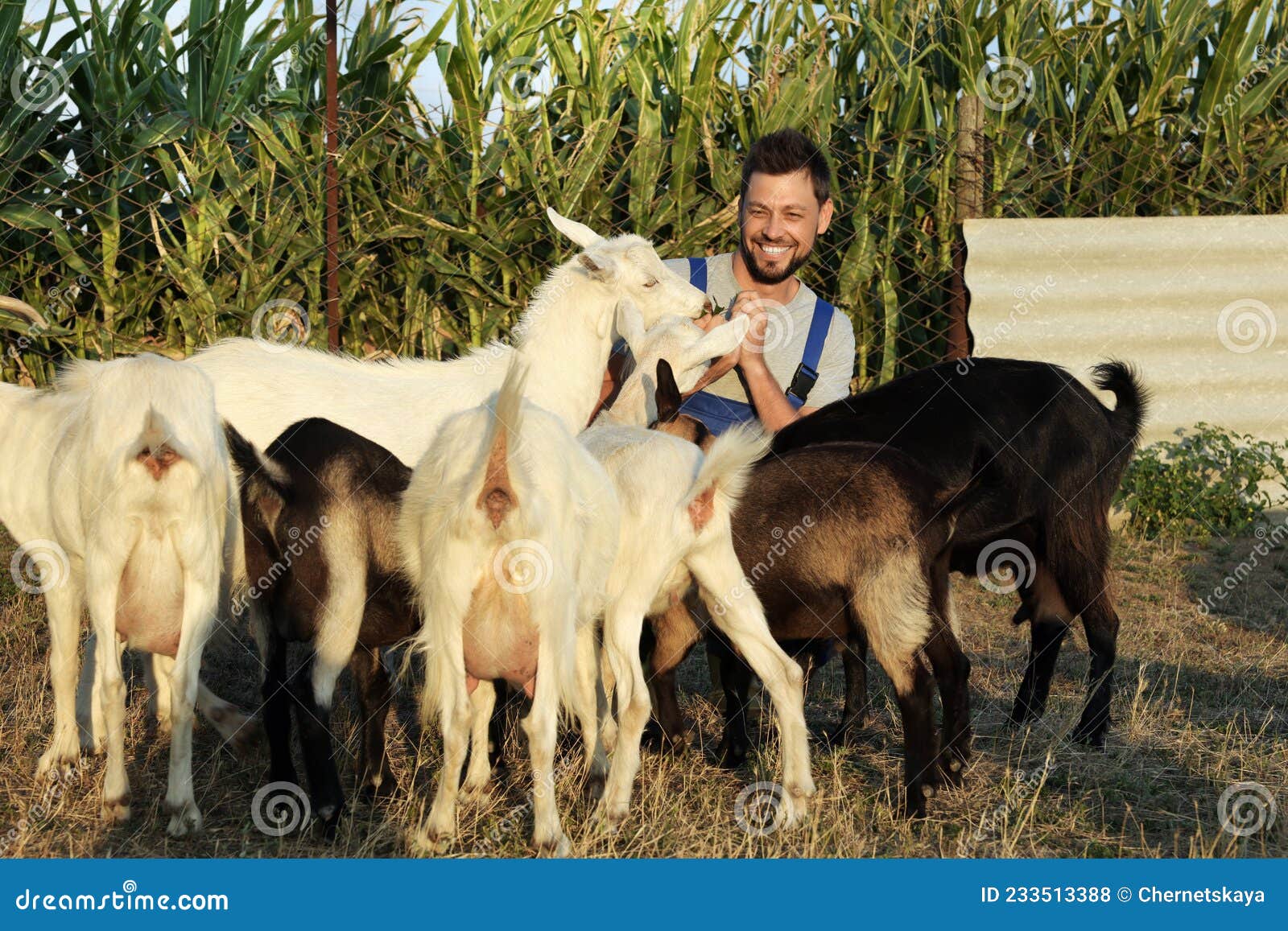 Man with Goats at Farm. Animal Husbandry Stock Photo - Image of ...