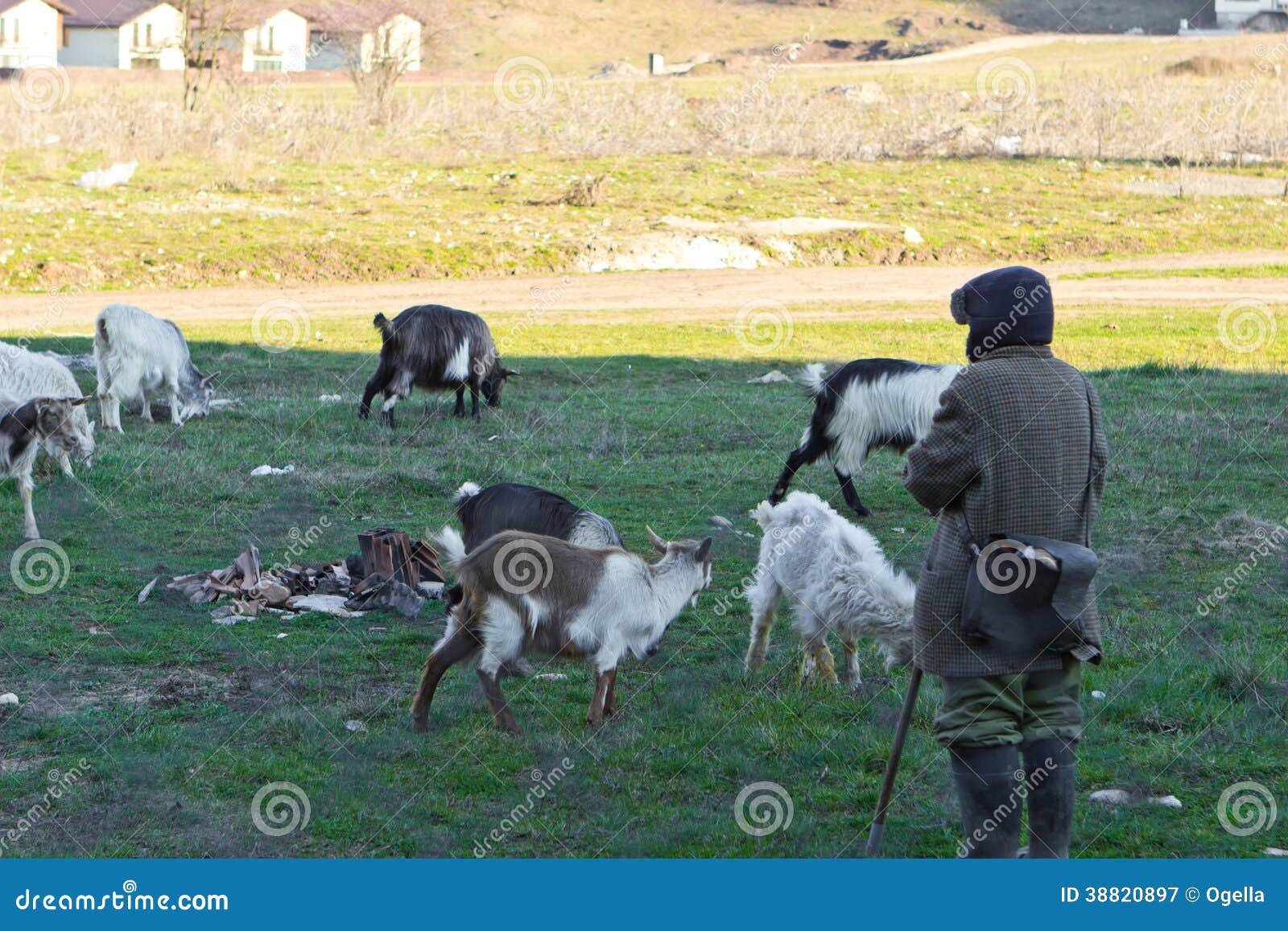 Man and goats on field stock image. Image of single, countryside - 38820897