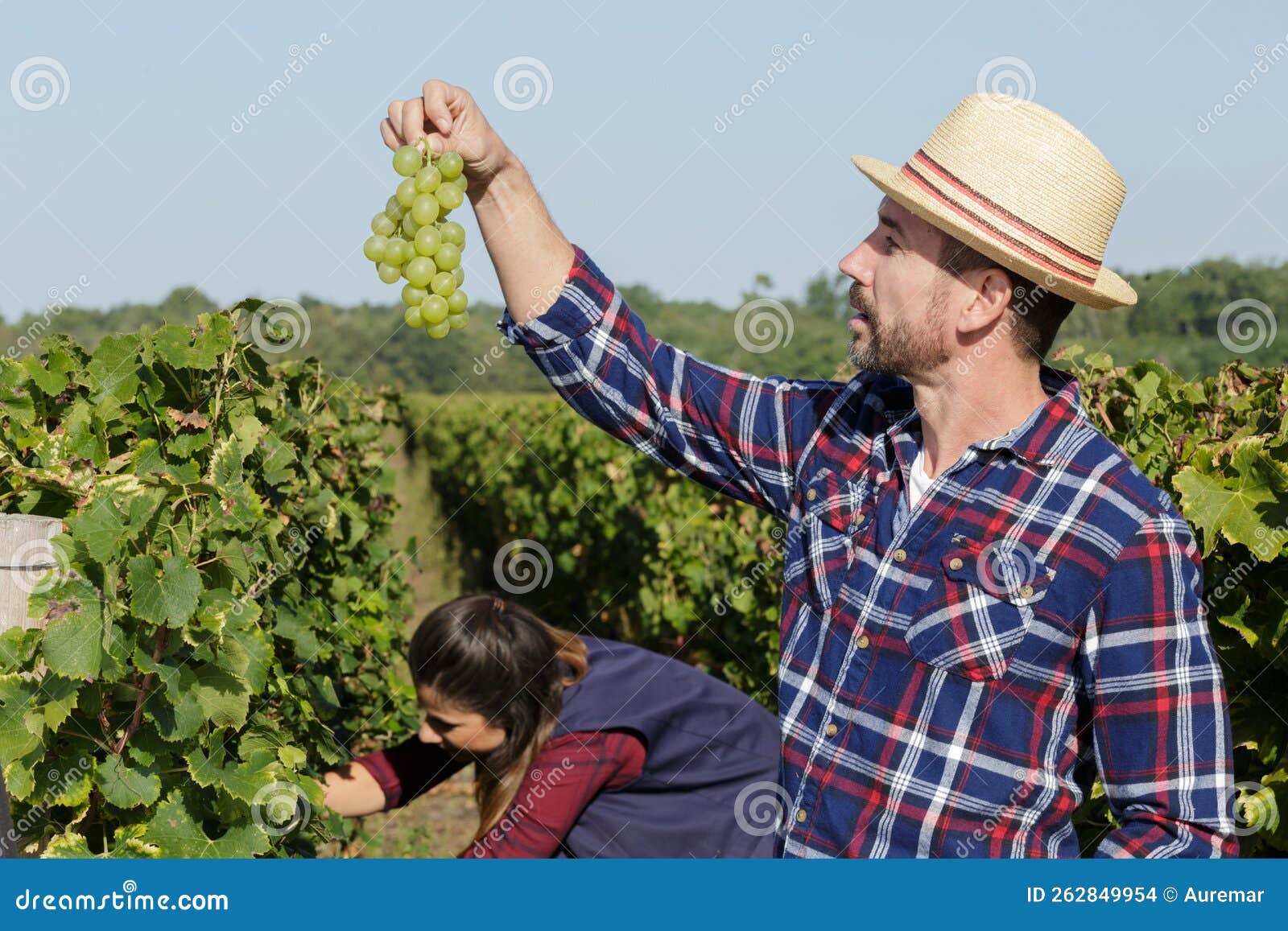 Man Grabbing Grape in Vineyard Stock Photo - Image of plant, industry ...