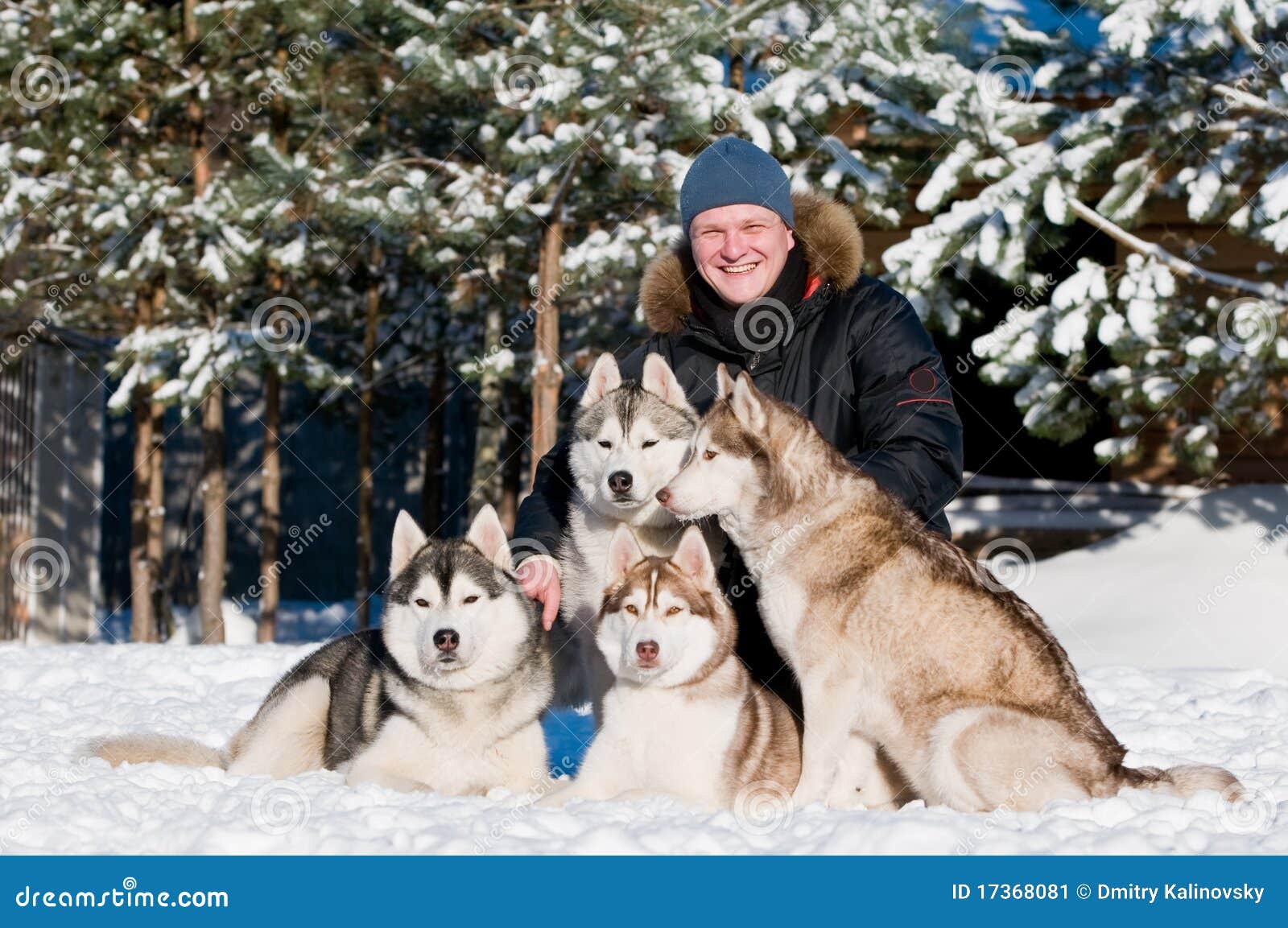 Man with Group of Siberian Husky at Stock Image - Image of blue, black ...