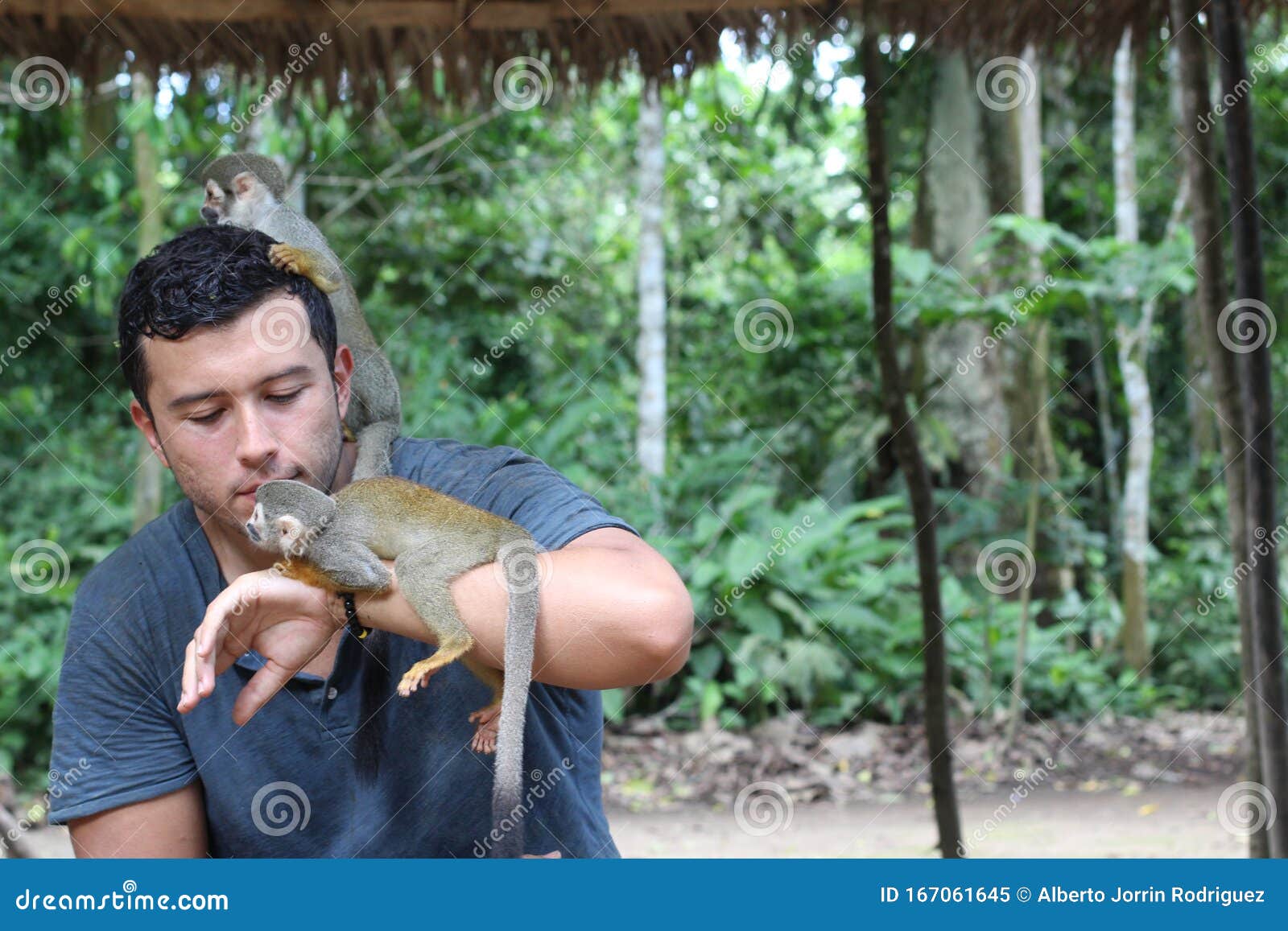 Man with a Group of Wild Monkeys Stock Image - Image of brazil, people ...