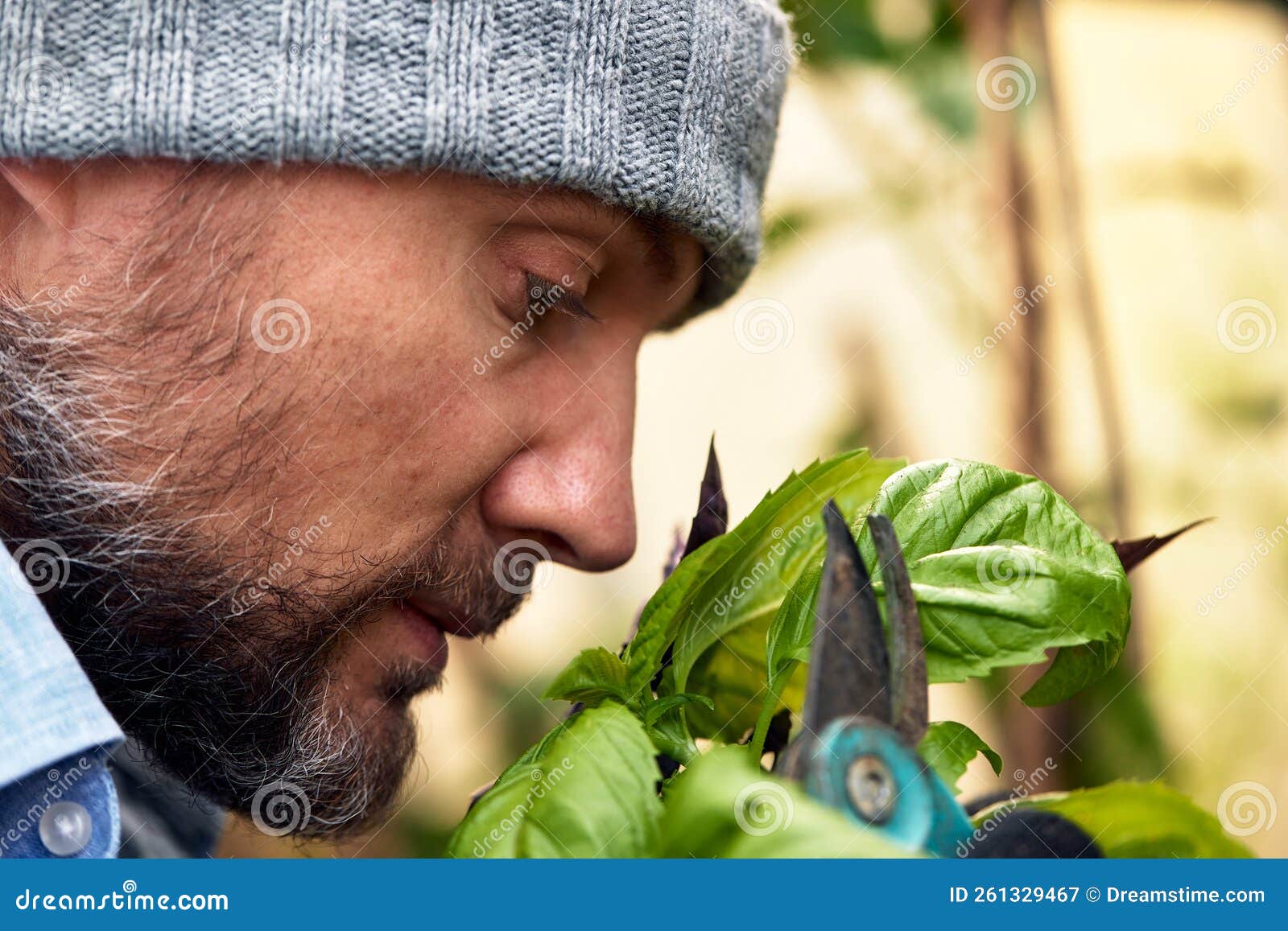 Man Growing and Picking Vegetables and Herbs Outdoor Stock Image ...