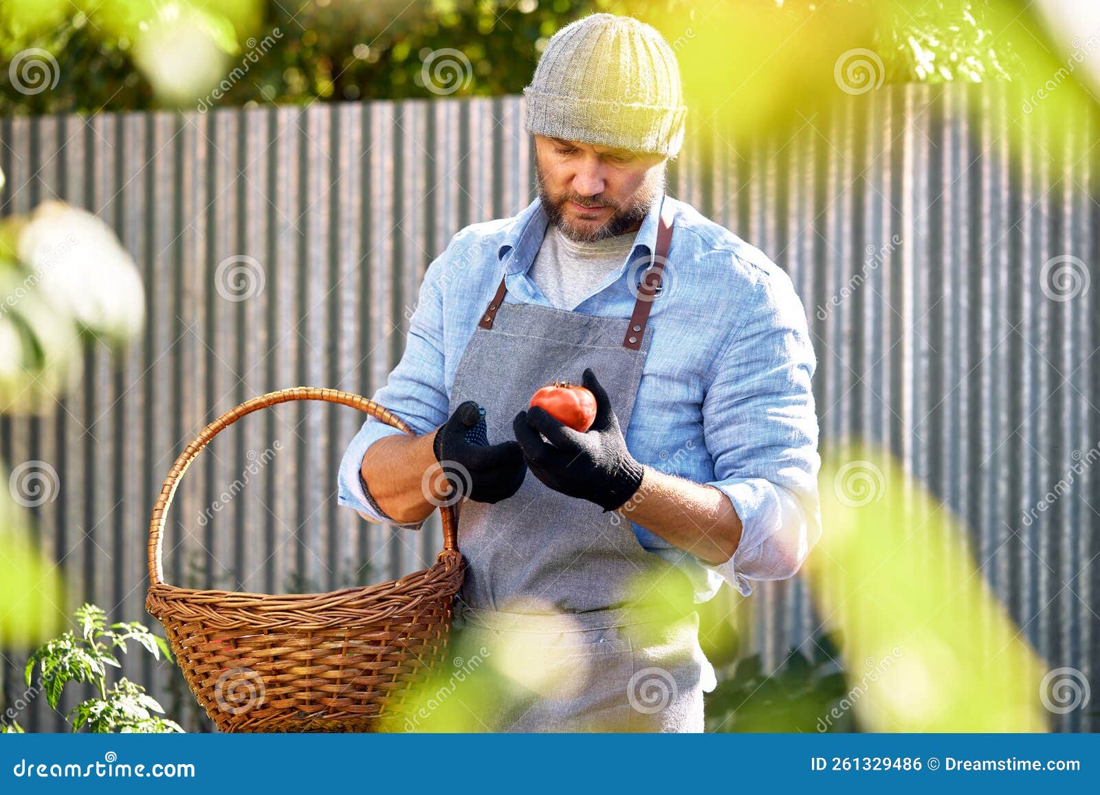 Man Growing and Picking Vegetables and Herbs Outdoor Stock Photo ...