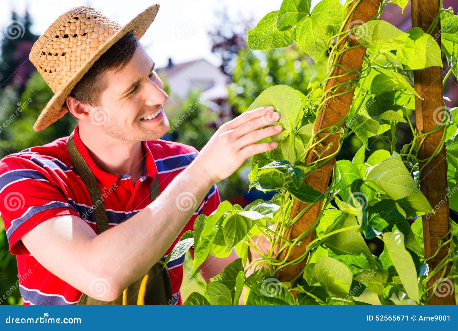 Man growing vegetables stock image. Image of caucasian - 52565671