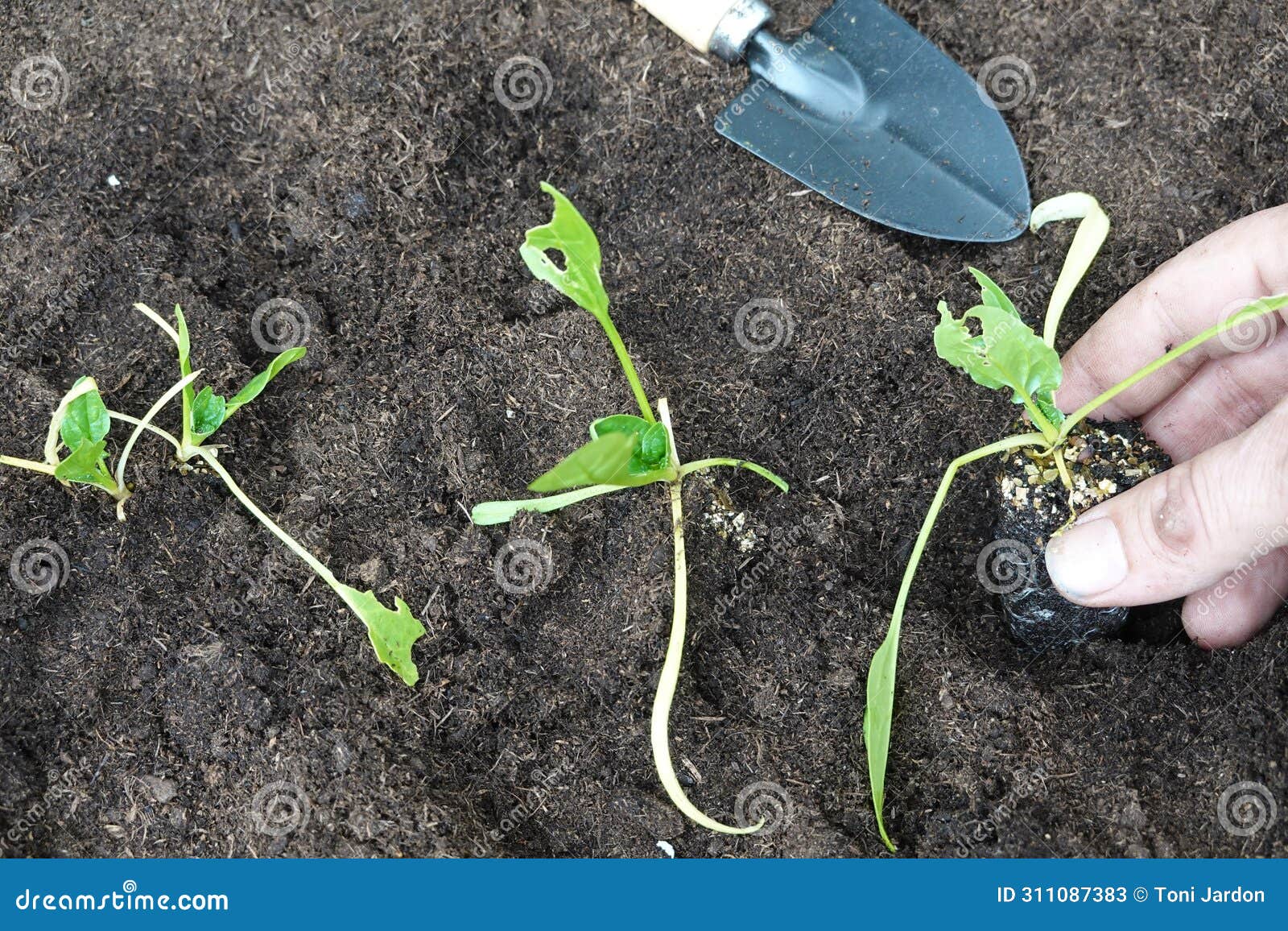 Man Grows Young Spinach in the Vegetable Garden. Spinach Growing at ...