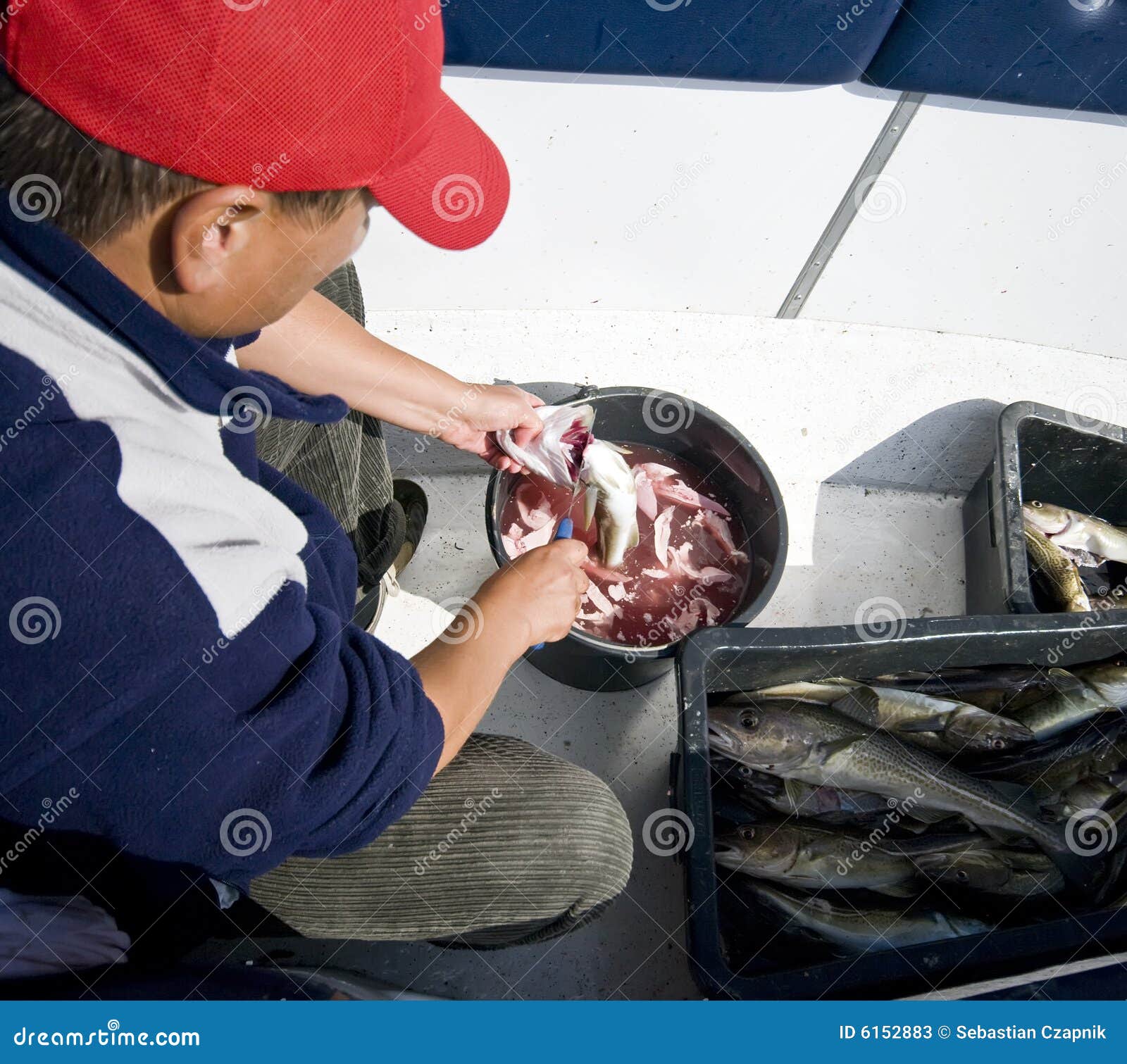 Man gutting fish stock image. Image of processing, organs - 6152883