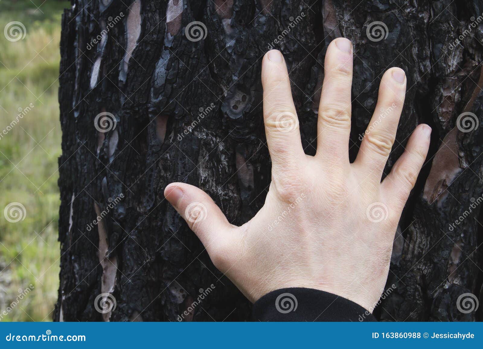 Man Hand on Burned Tree Trunk Stock Photo - Image of human, contact ...