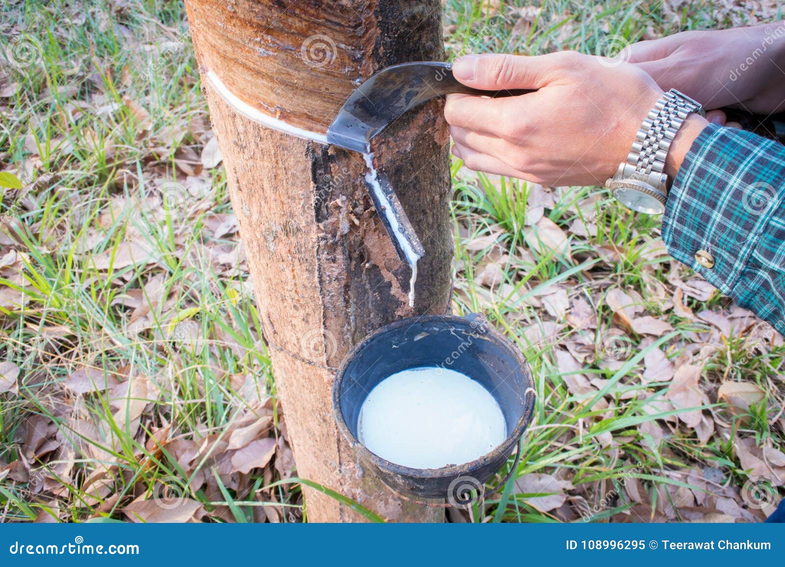 Man Hand Carving Rubber Tree Stock Image - Image of farm, branch: 108996295