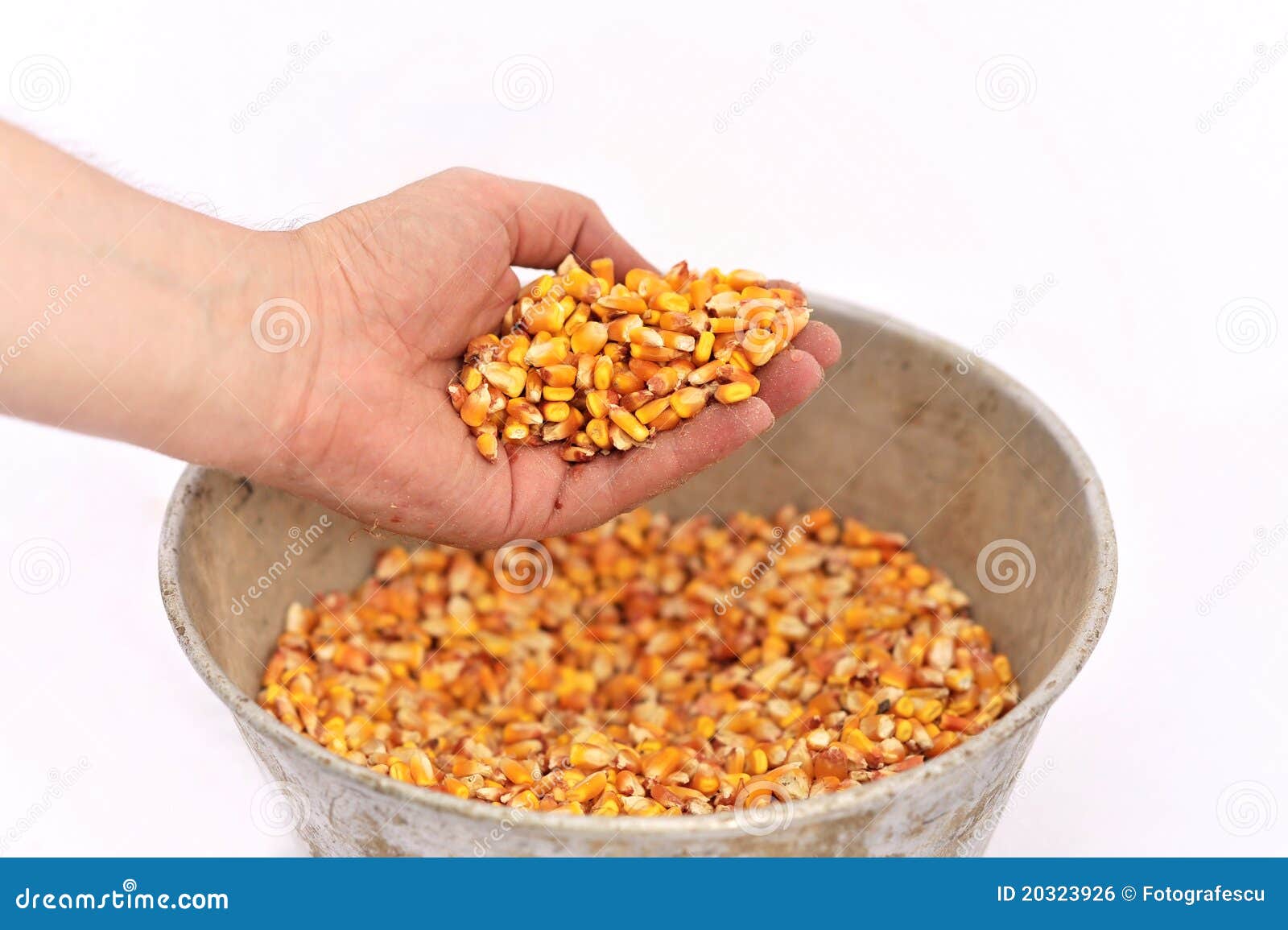 Man hand with corn grains stock photo. Image of grow - 20323926