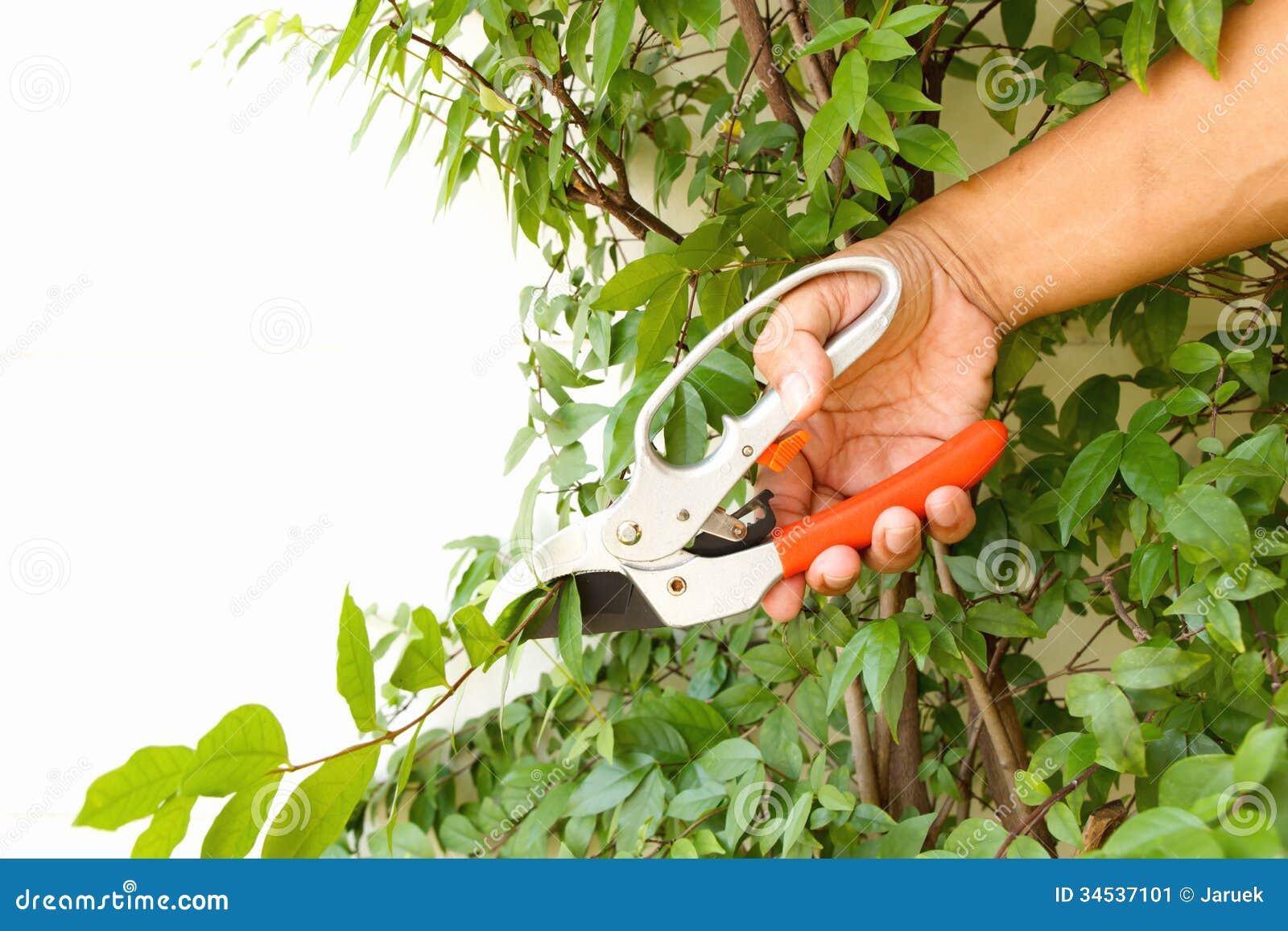 Man Hand Cutting Tree Branch Stock Image - Image of closeup, garden ...