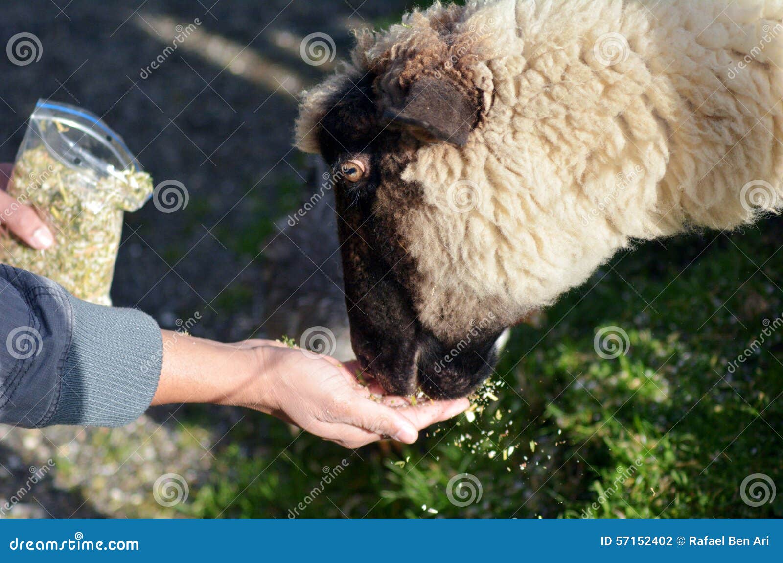 Man hand feed a sheep food stock photo. Image of merino - 57152402