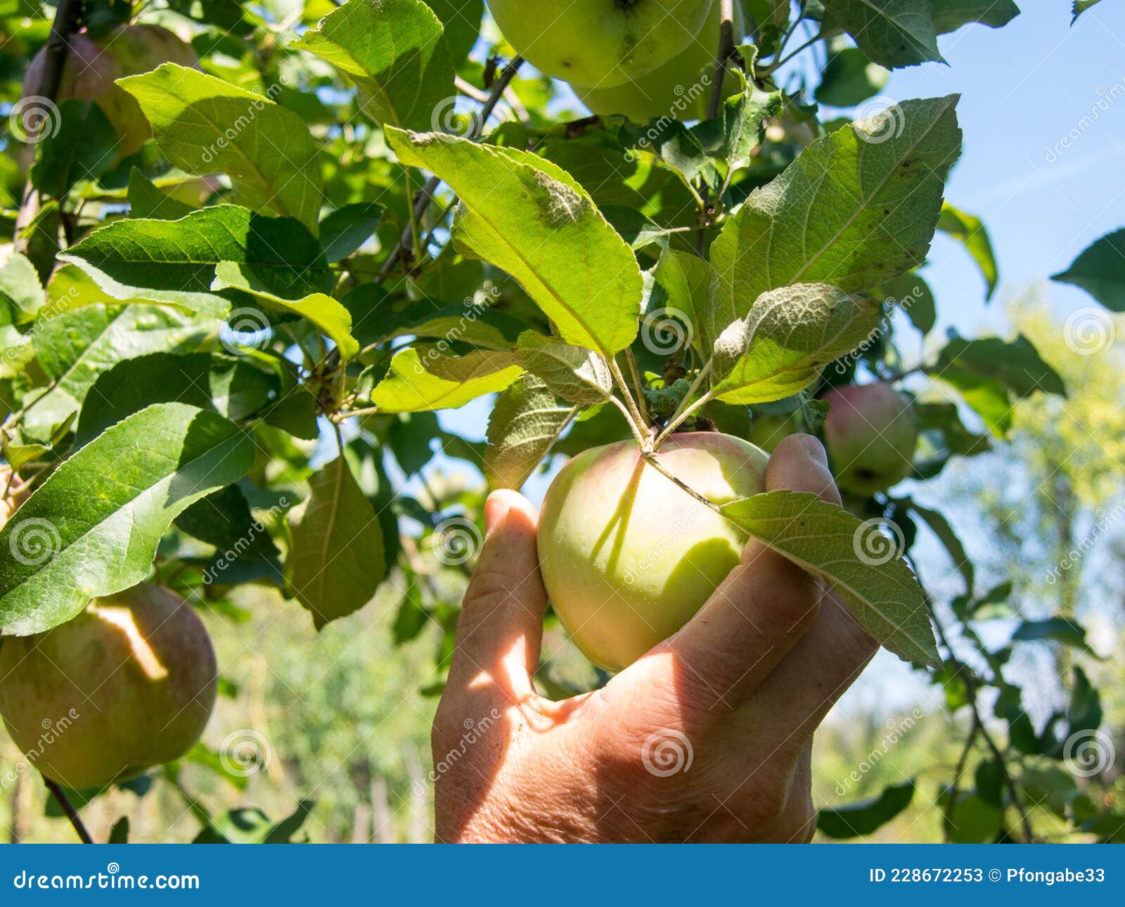 Man hand grabbing apple stock image. Image of farming - 228672253