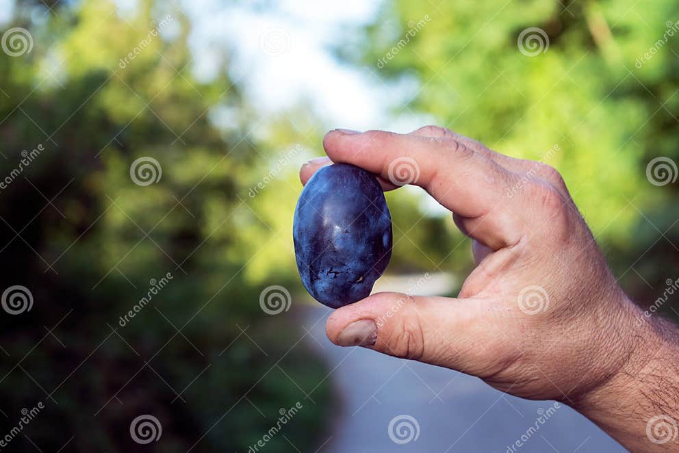 Man Hand Holding Fresh Plums Stock Image - Image of tasty, fruit: 99465055