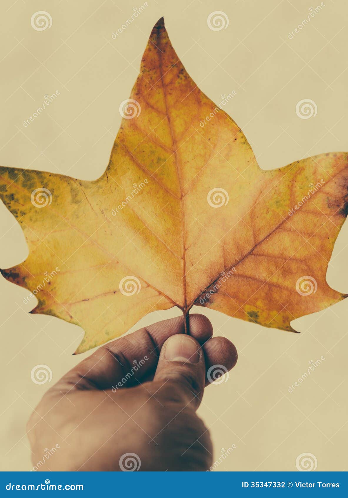 Man Hand Holding a Leaf stock photo. Image of environment - 35347332
