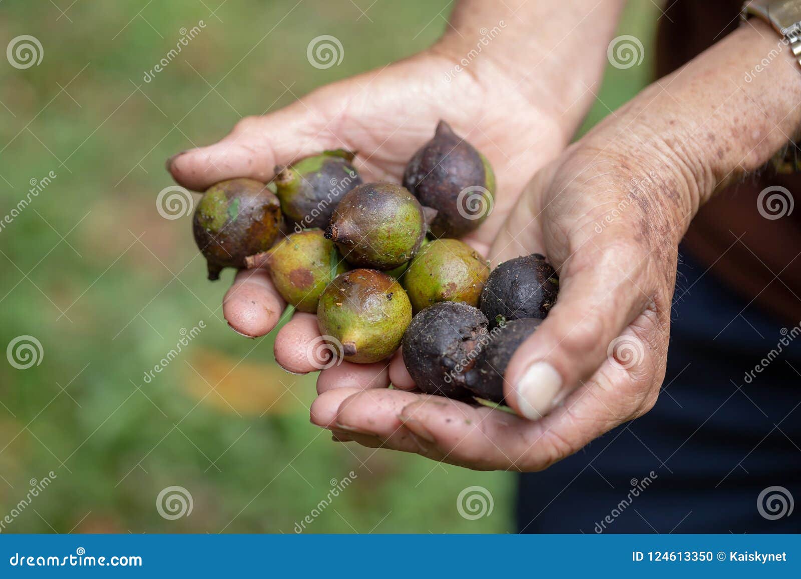 Man Hand Holding Macadamia Nut In Natural Royalty-Free Stock Image ...