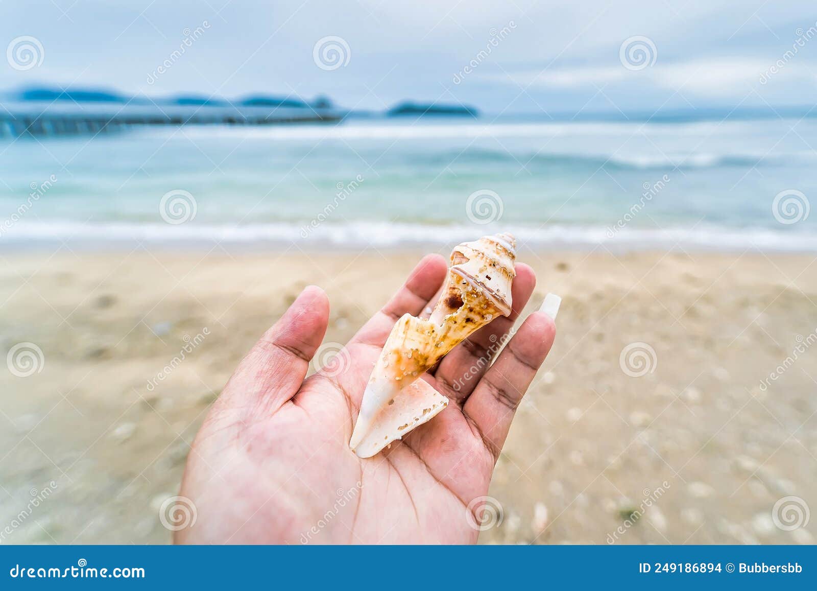 Man Hand Holding Nautilus Shell Against Sea Waves Stock Photo - Image ...