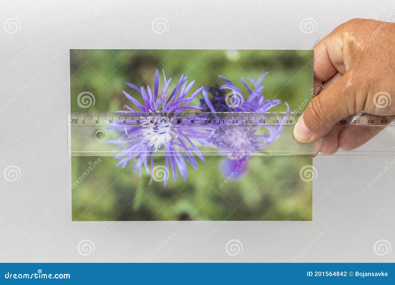 Man Hand Holding Ruler To Measure Printed Image Stock Photo - Image of ...