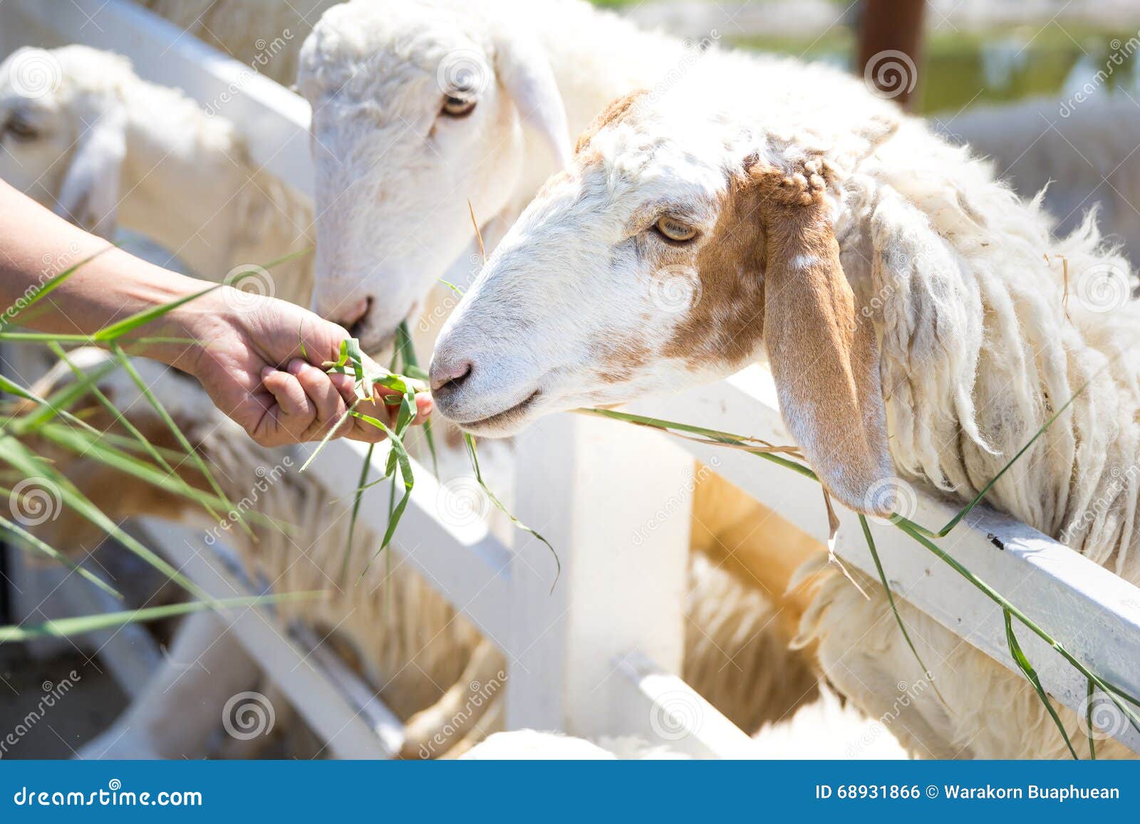 Man Hand Holding Some Grass Feeding To Sheep Stock Photo - Image of ...
